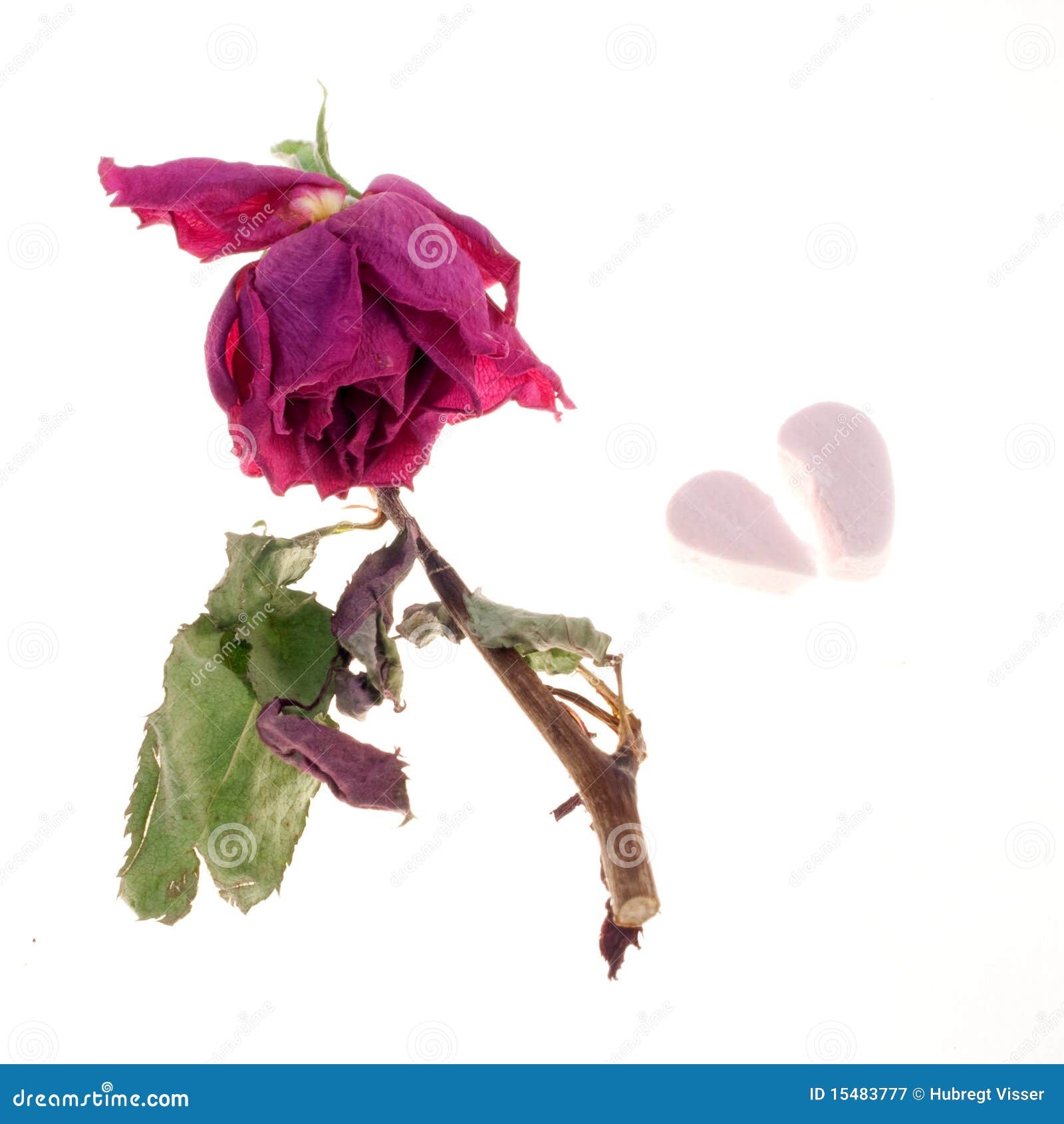 Faded rose 1 stock image. Image of stem, green, heart - 15483777