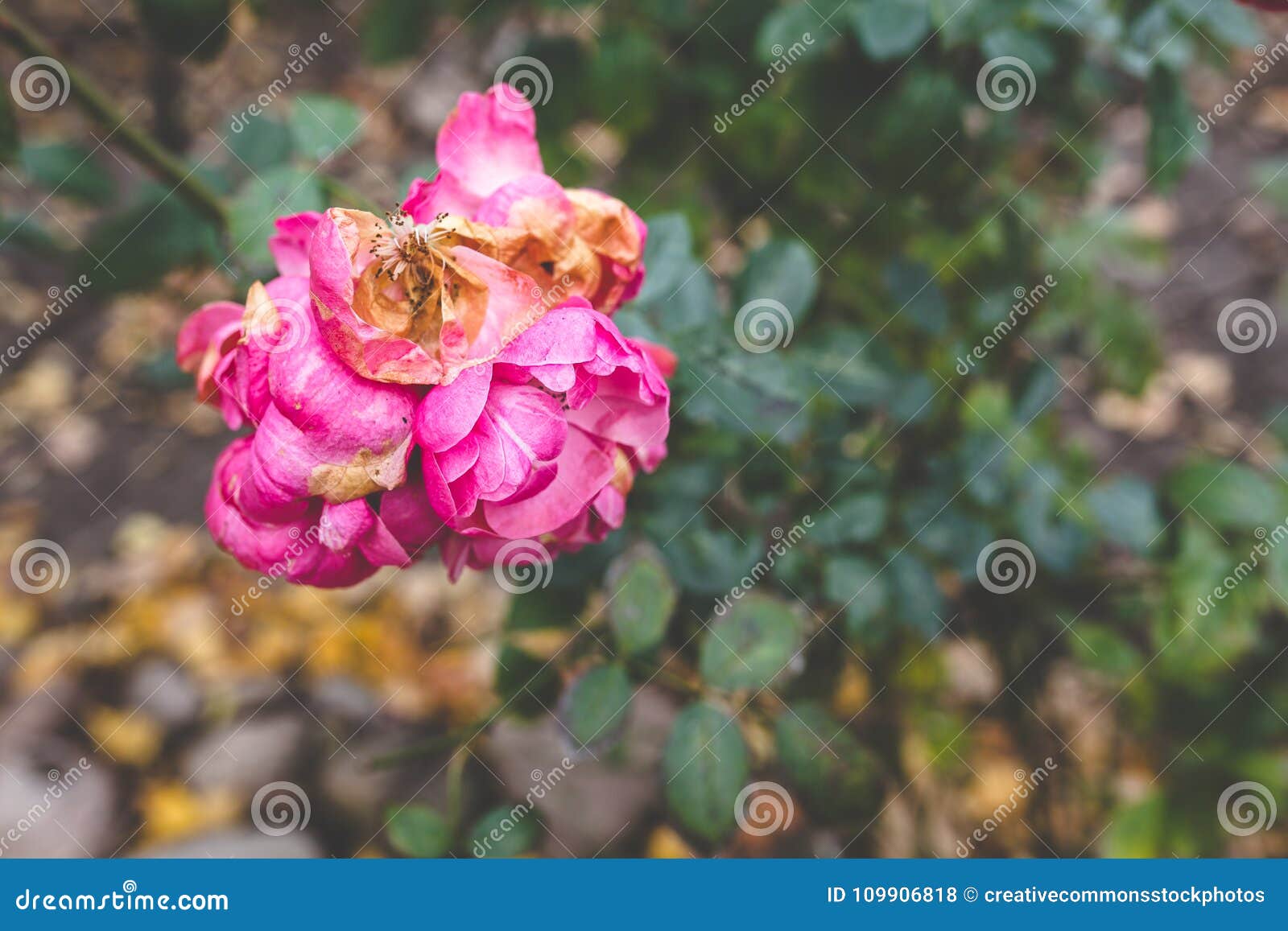 Faded Rose Picture. Image: 109906818