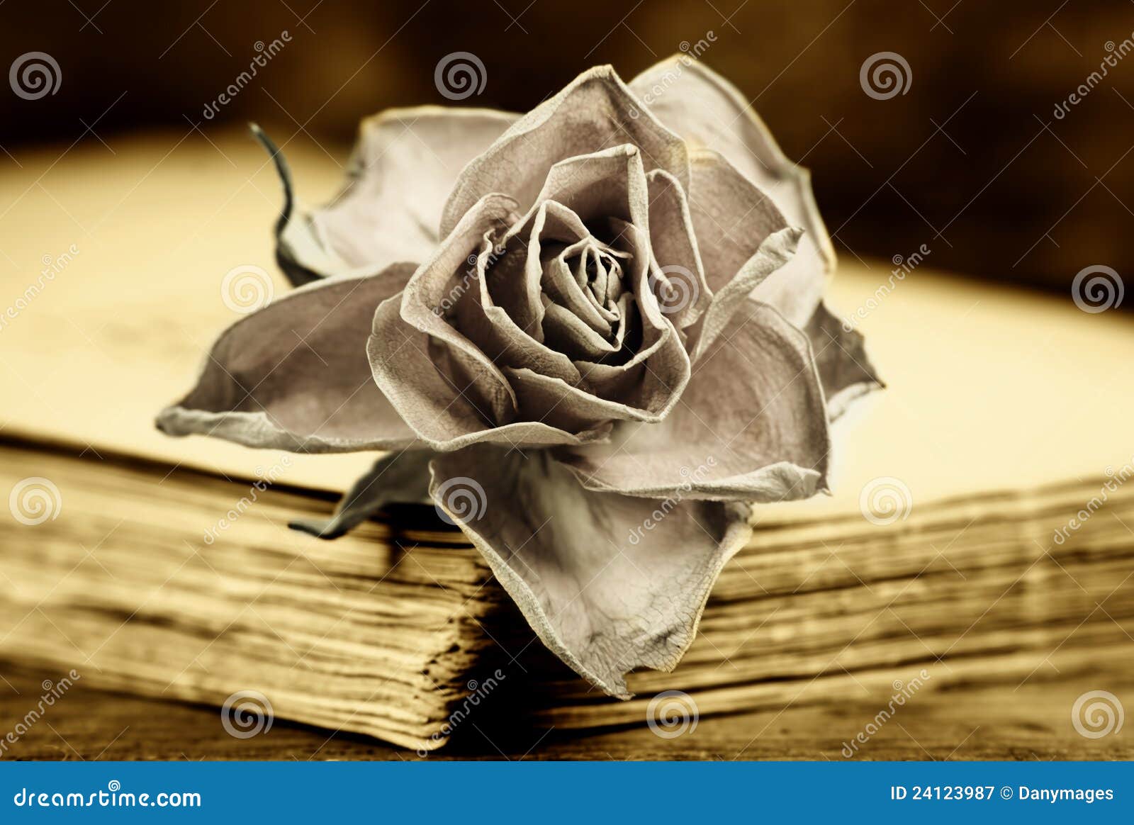 Faded rose stock image. Image of poetic, romantic, book - 24123987