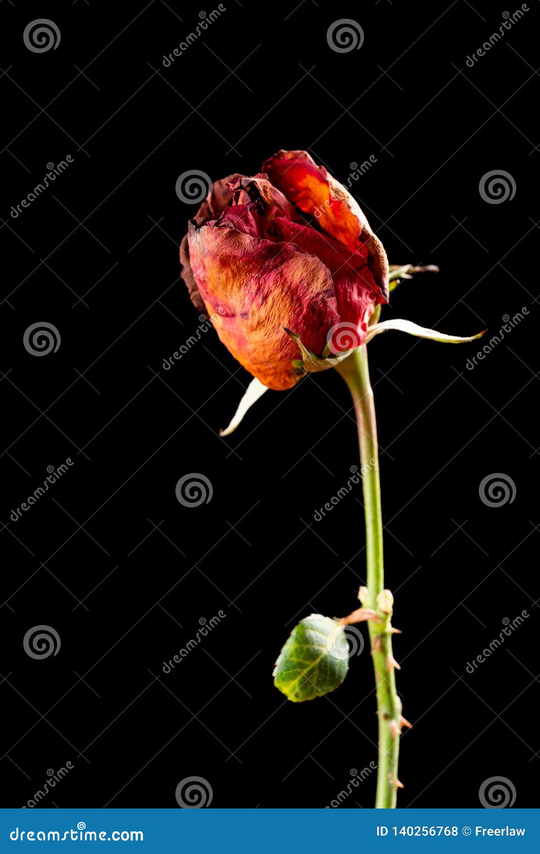 Faded Rose on Black Background Stock Photo - Image of pressed, leaf ...