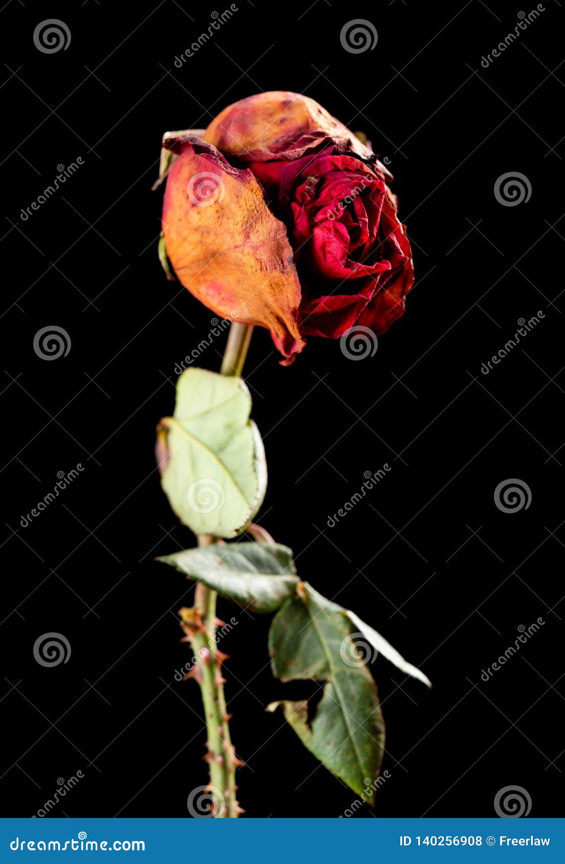 Faded Rose on Black Background Stock Photo - Image of nature, fragility ...