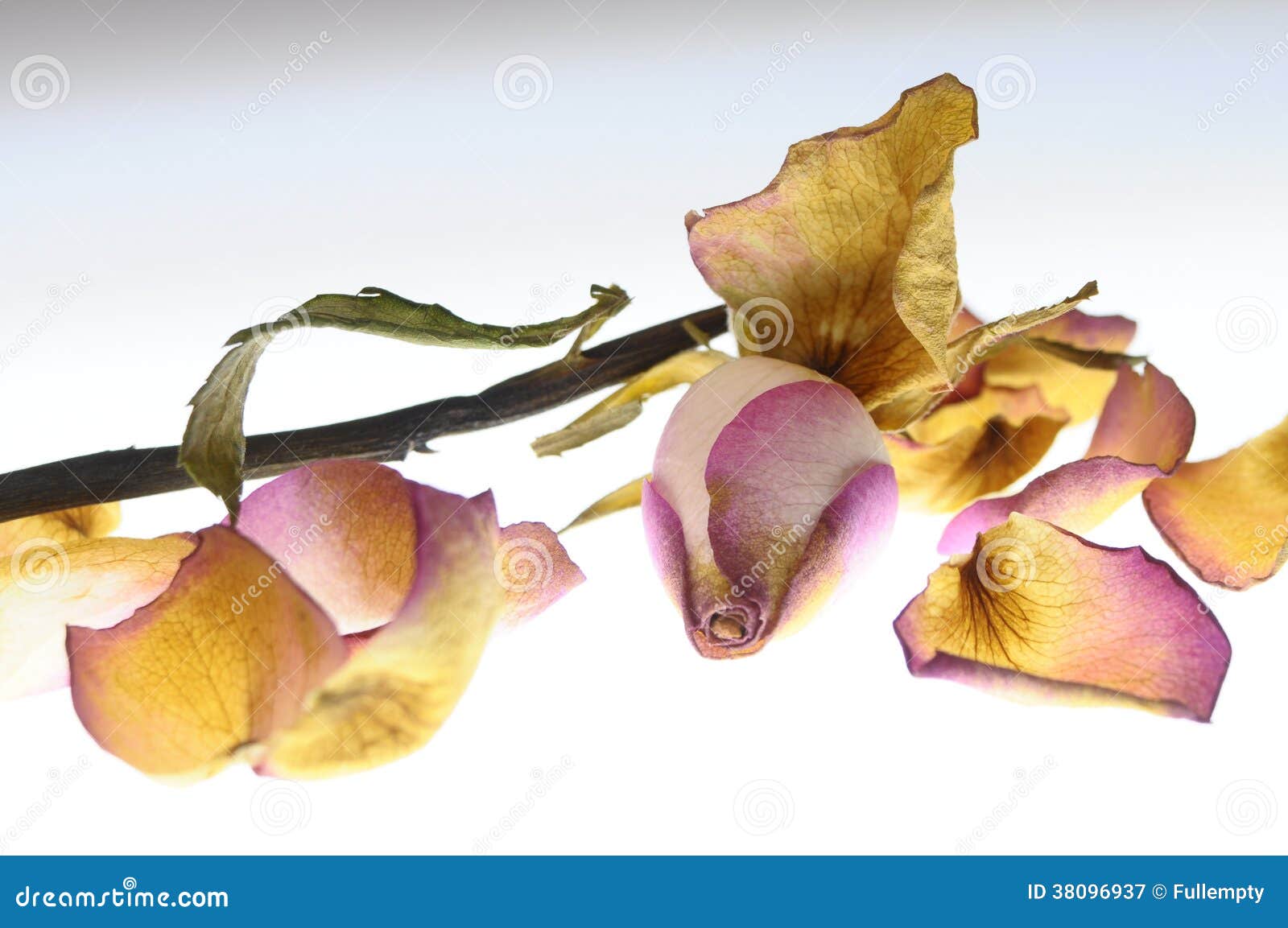 Faded Rose flower stock image. Image of nature, pink - 38096937