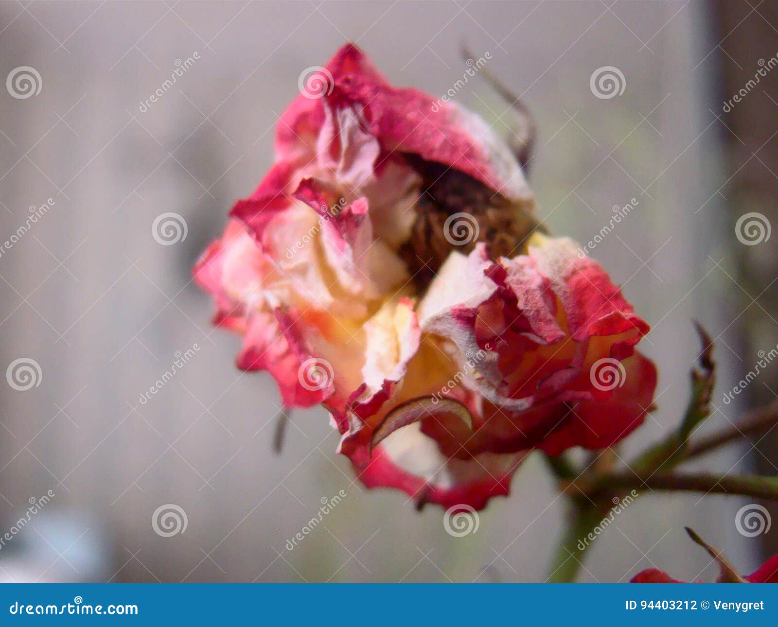 Faded rose flowers stock photo. Image of flower, pink - 94403212