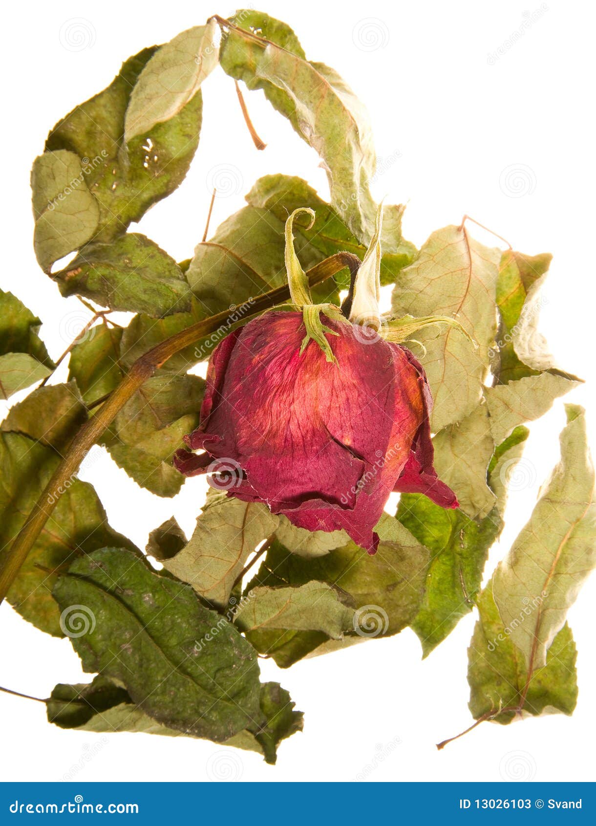 Faded Rose Isolated on White Stock Image - Image of beautiful, nature ...