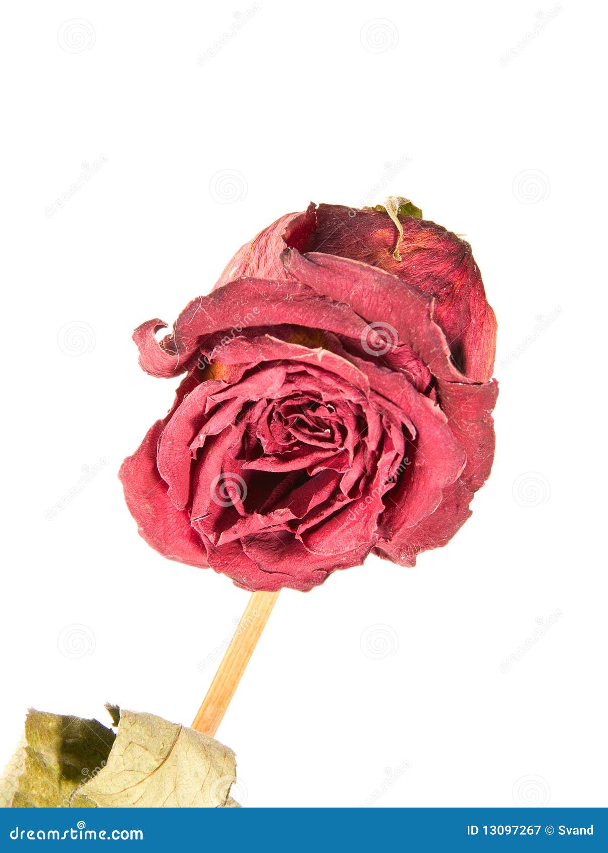 Faded Rose Isolated on White Stock Image - Image of celebration, faded ...