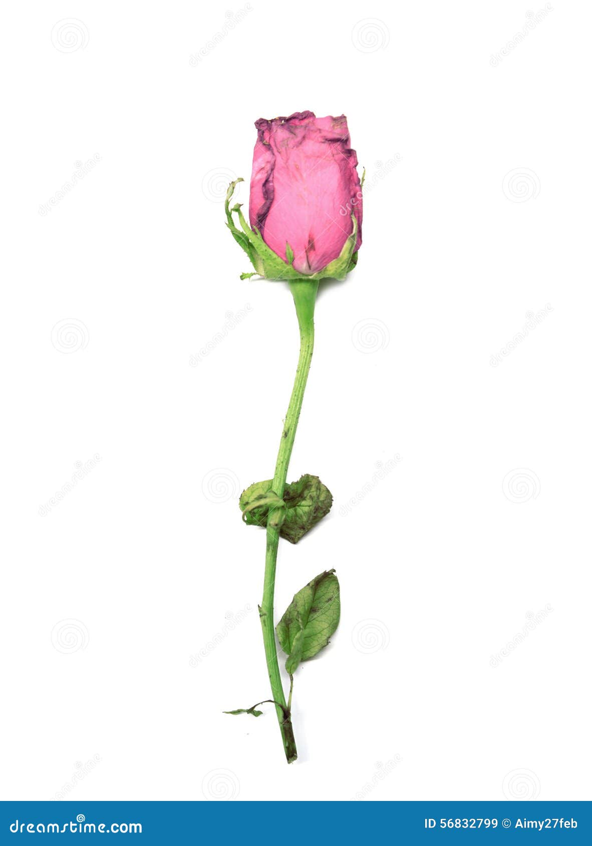 Faded Rose Isolated on White Background Stock Image - Image of simple ...