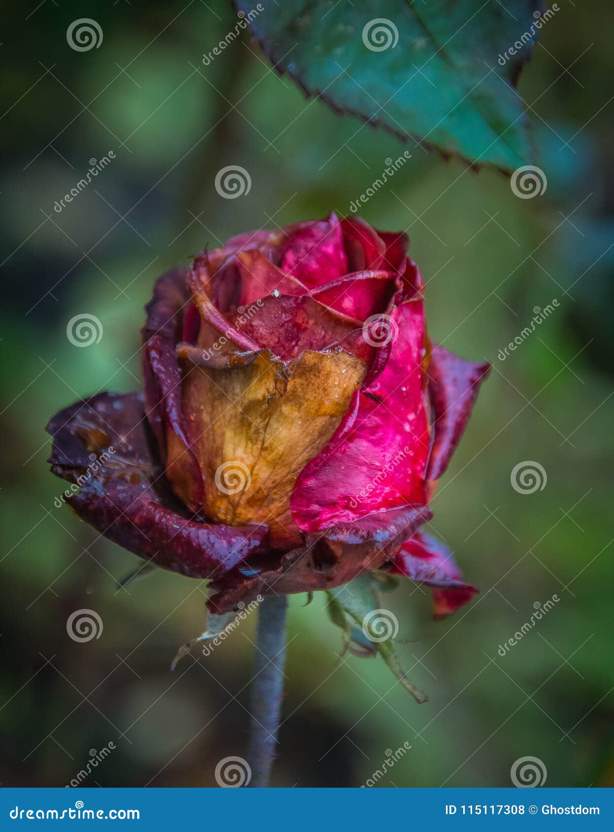 Faded rose stock photo. Image of isolated, autumn, pink - 115117308
