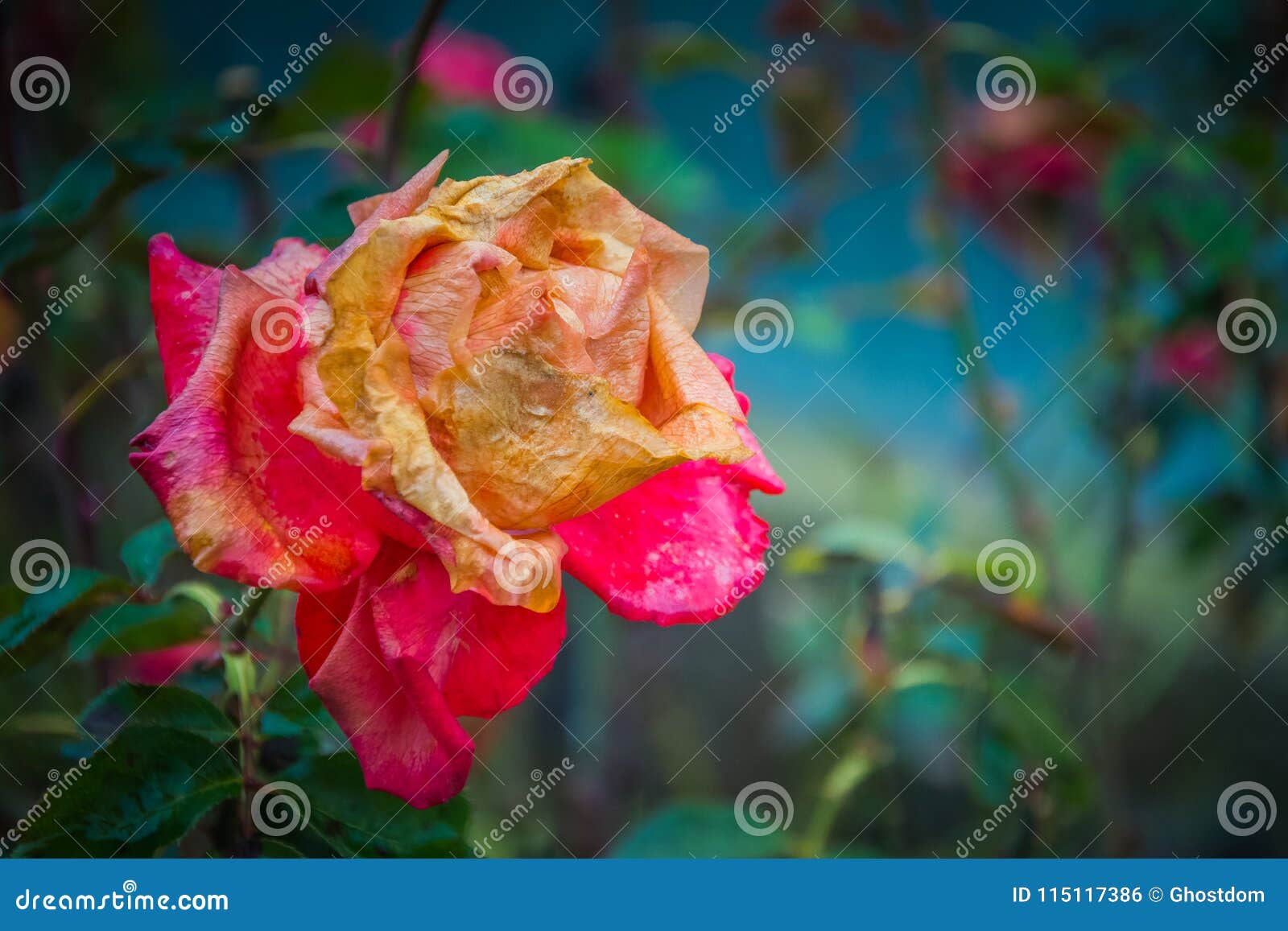 Faded rose stock photo. Image of water, flower, rose - 115117386