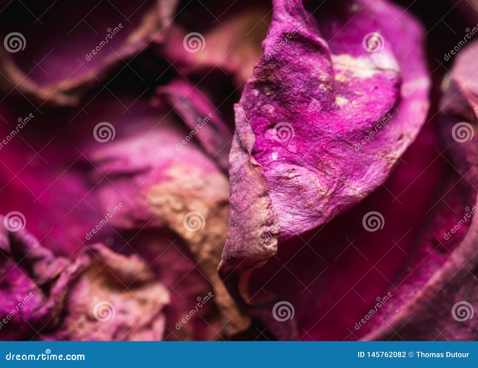 Faded rose petals stock photo. Image of decoration, natural - 145762082