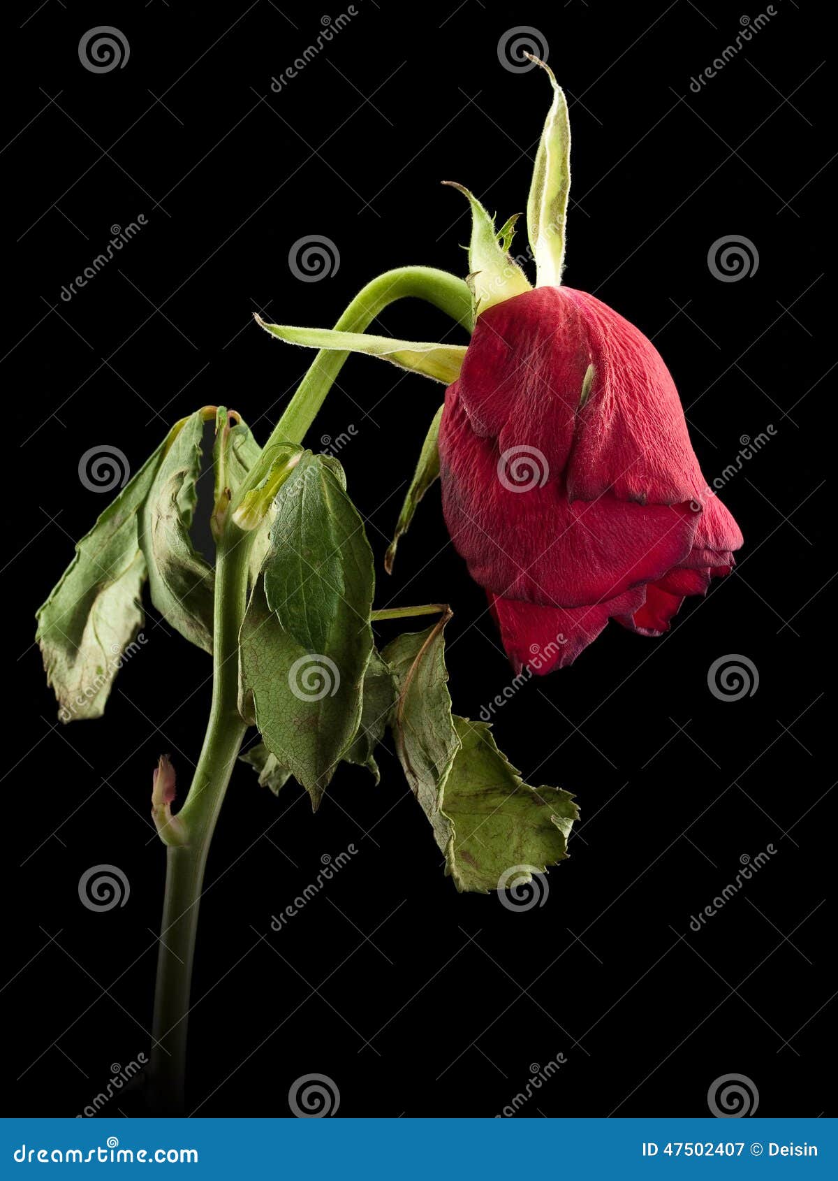 Faded rose stock image. Image of light, isolated, stalk - 47502407