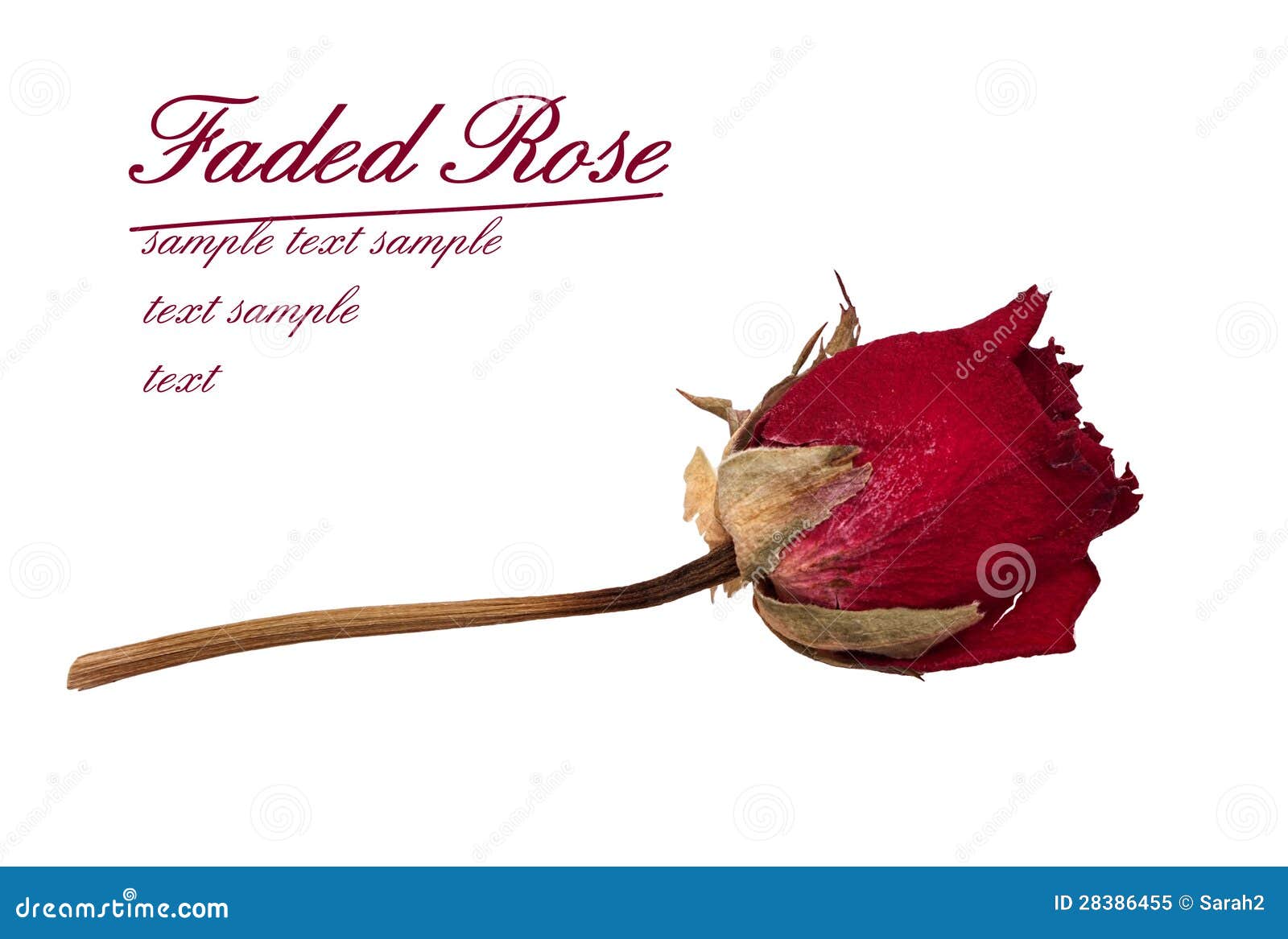 Faded Rose - Time Passes Metaphor Stock Image - Image of cutout, color ...