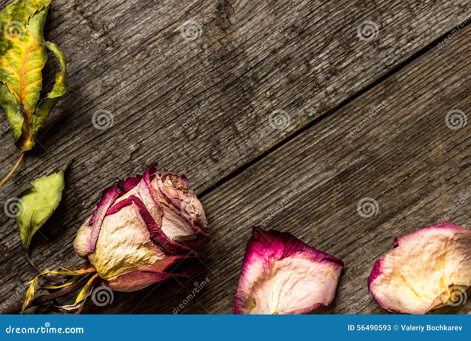 Faded Rose On Wooden Background Stock Image - Image of wood, beautiful ...