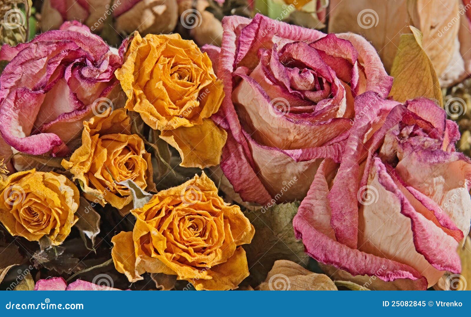 Faded roses stock image. Image of concepts, life, horizontal - 25082845