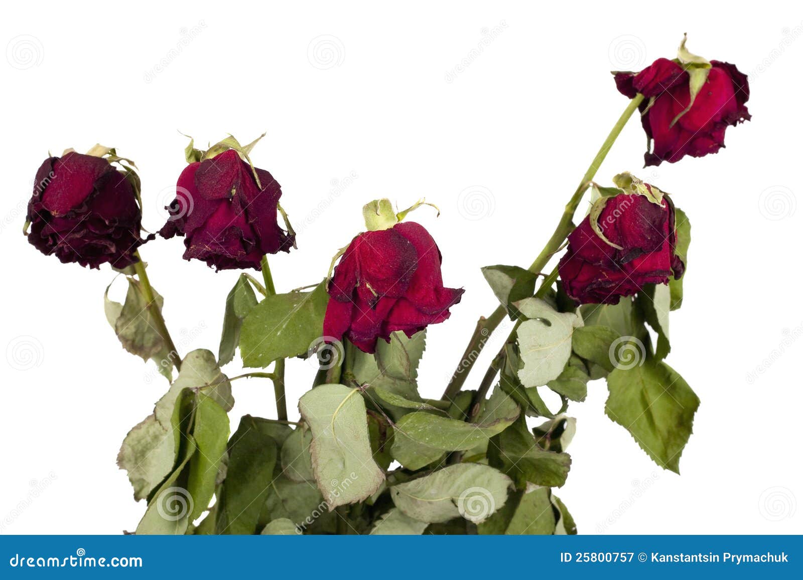 Faded roses stock image. Image of fade, rose, wither - 25800757