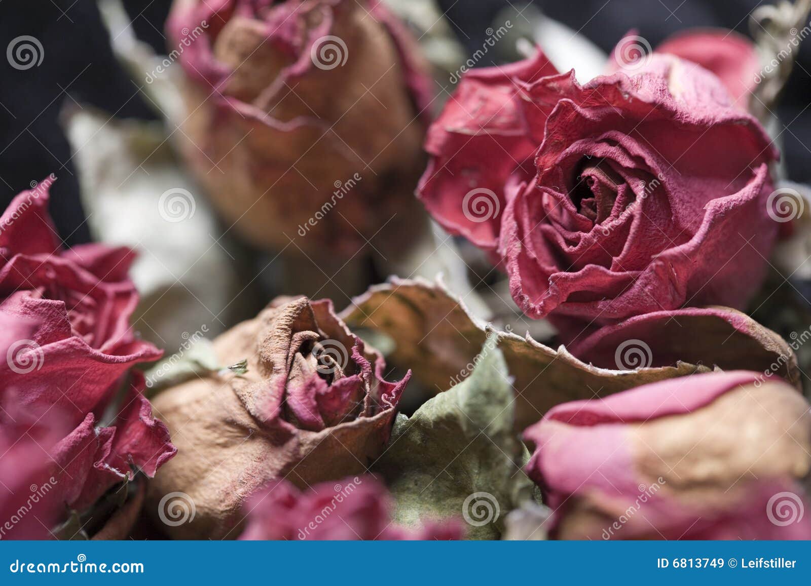 Faded Roses stock image. Image of dehydration, black, dehydrate - 6813749