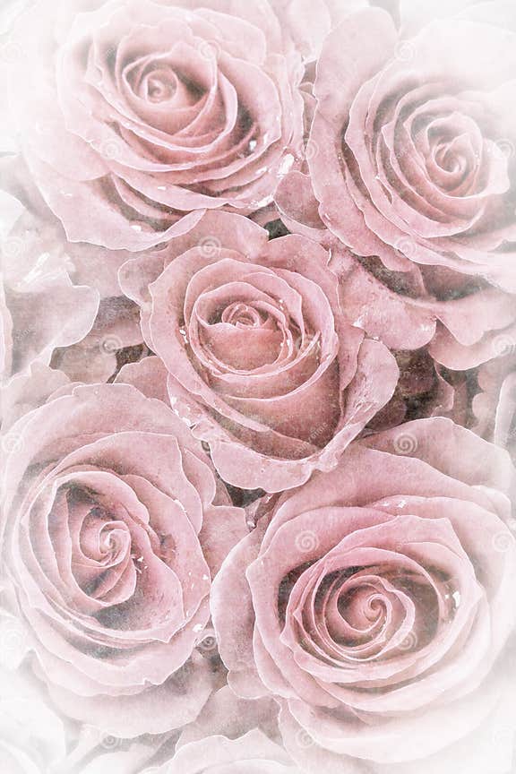 Faded roses stock image. Image of delicate, anniversary - 261685167