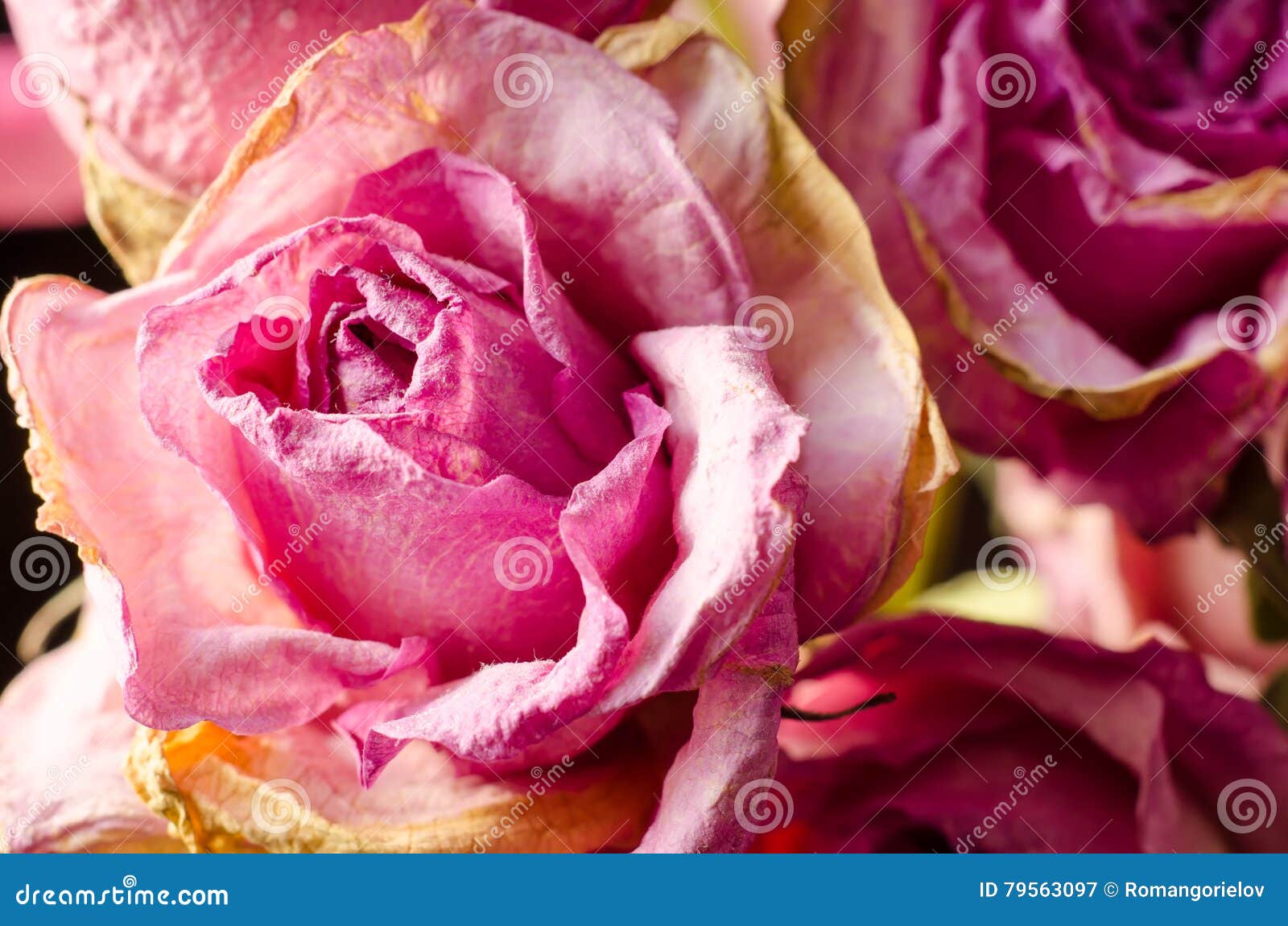 Faded roses stock image. Image of dried, love, flower - 79563097