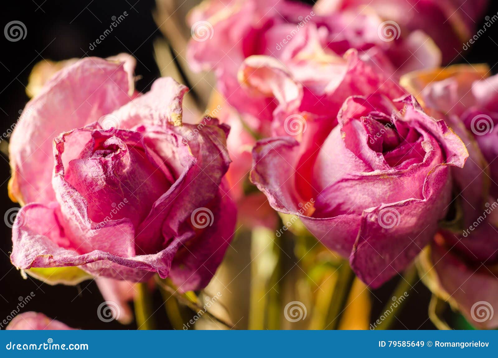 Faded roses stock image. Image of decay, valentine, nostalgia - 79585649