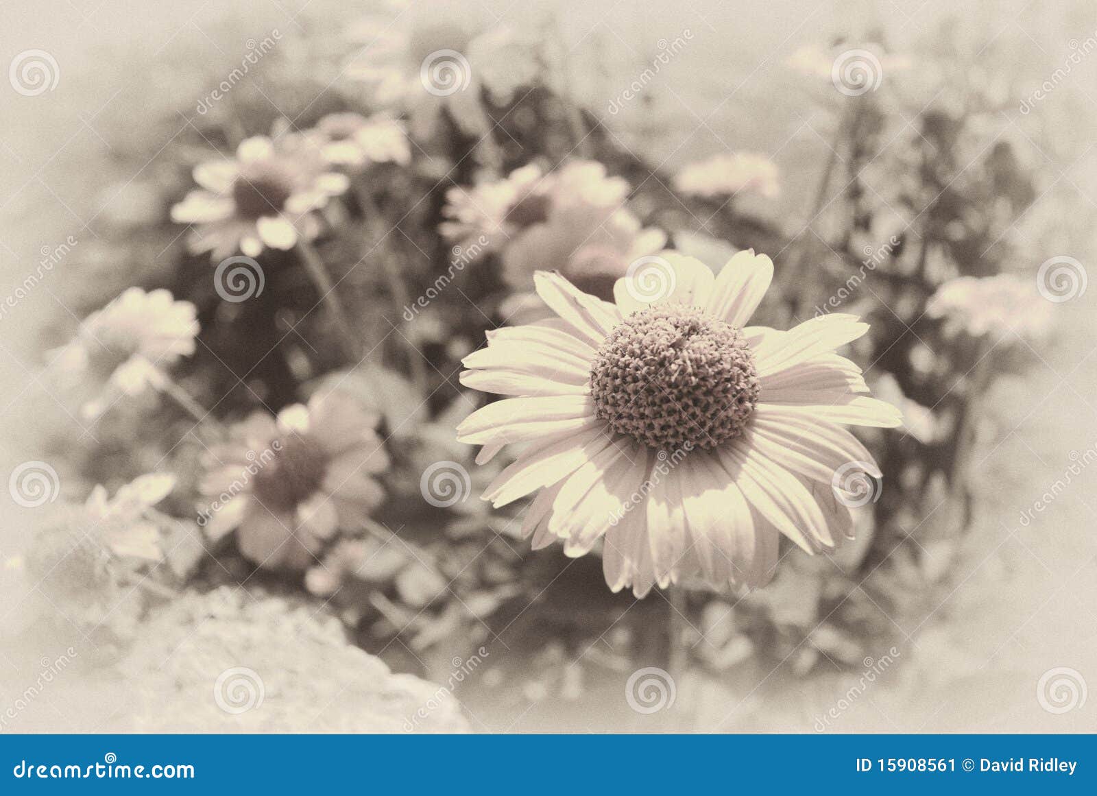 Faded Sepia Background of Daisies Stock Image - Image of fashioned ...