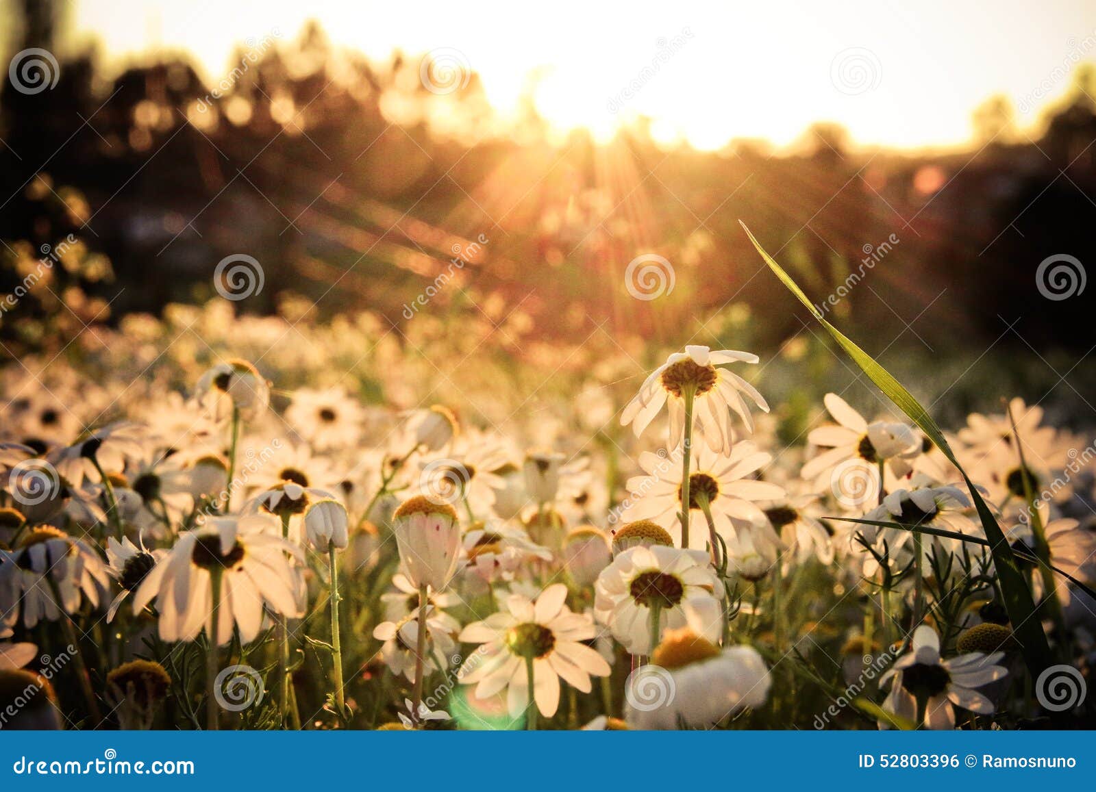 Faded spring stock photo. Image of concept, bloom, color - 52803396