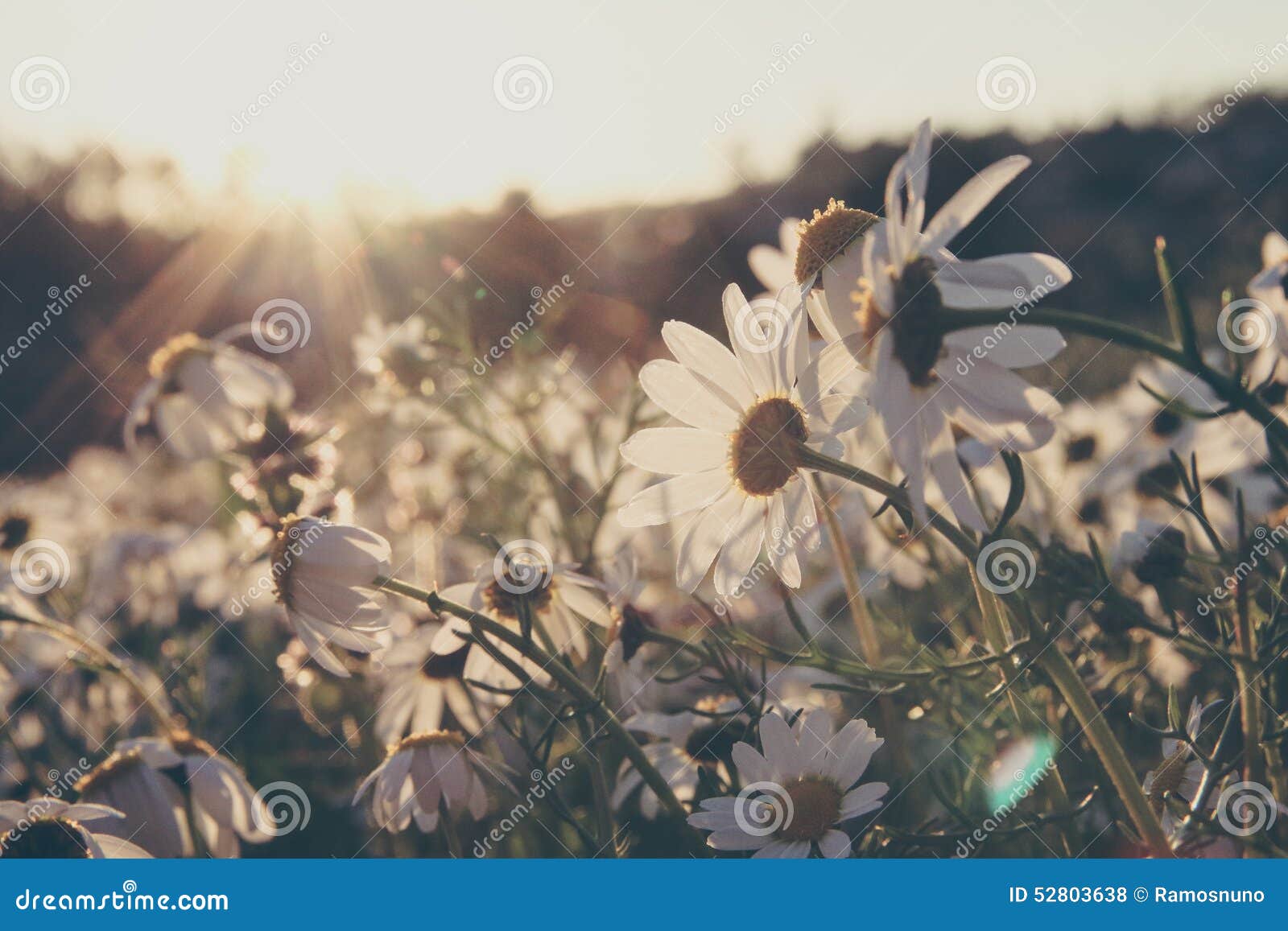 Faded spring stock photo. Image of leaf, dream, horizontal - 52803638