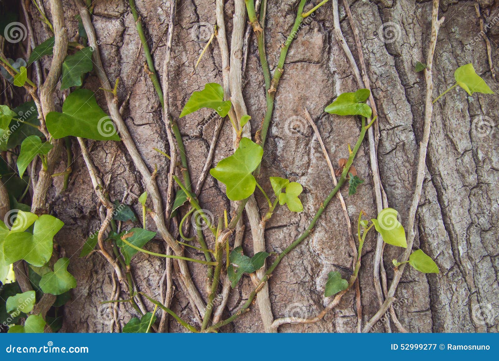 Faded spring stock image. Image of green, leaf, field - 52999277