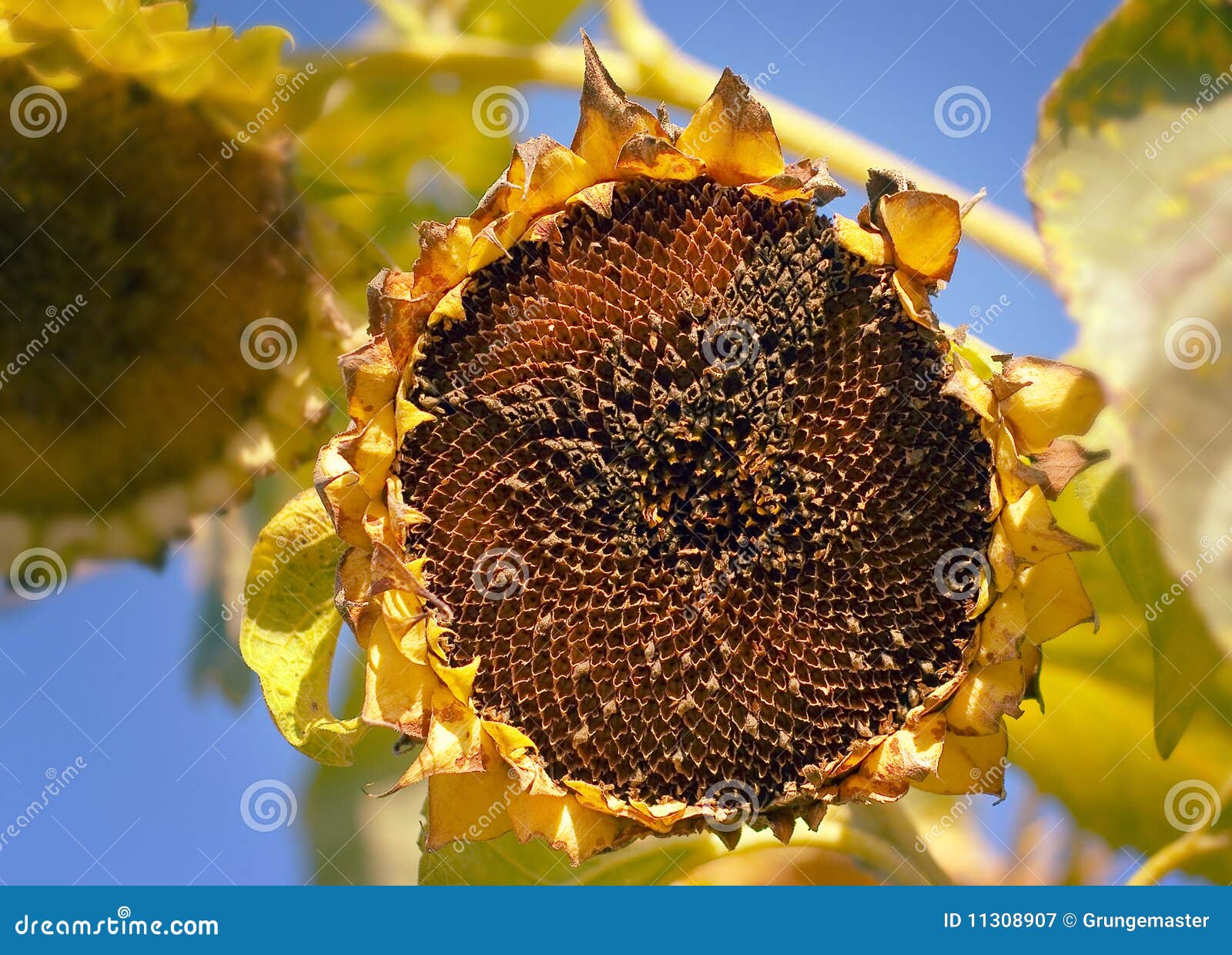 Faded sunflower stock image. Image of bloom, harvest - 11308907