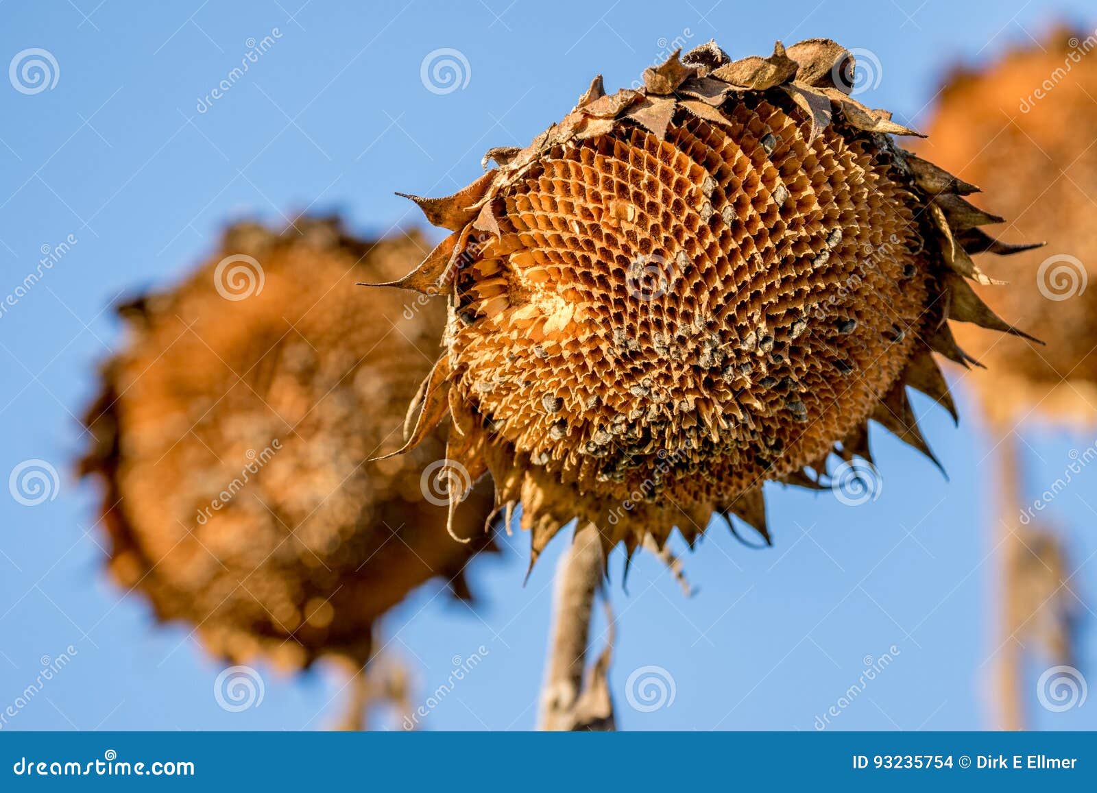 Faded sunflower stock photo. Image of dietary, sand, nature - 93235754