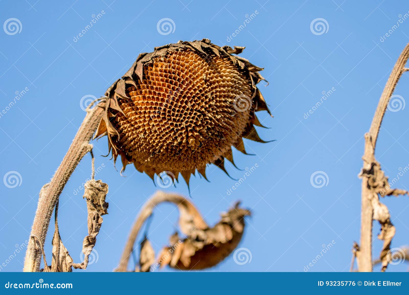 Faded sunflower stock photo. Image of giant, common, bird - 93235776