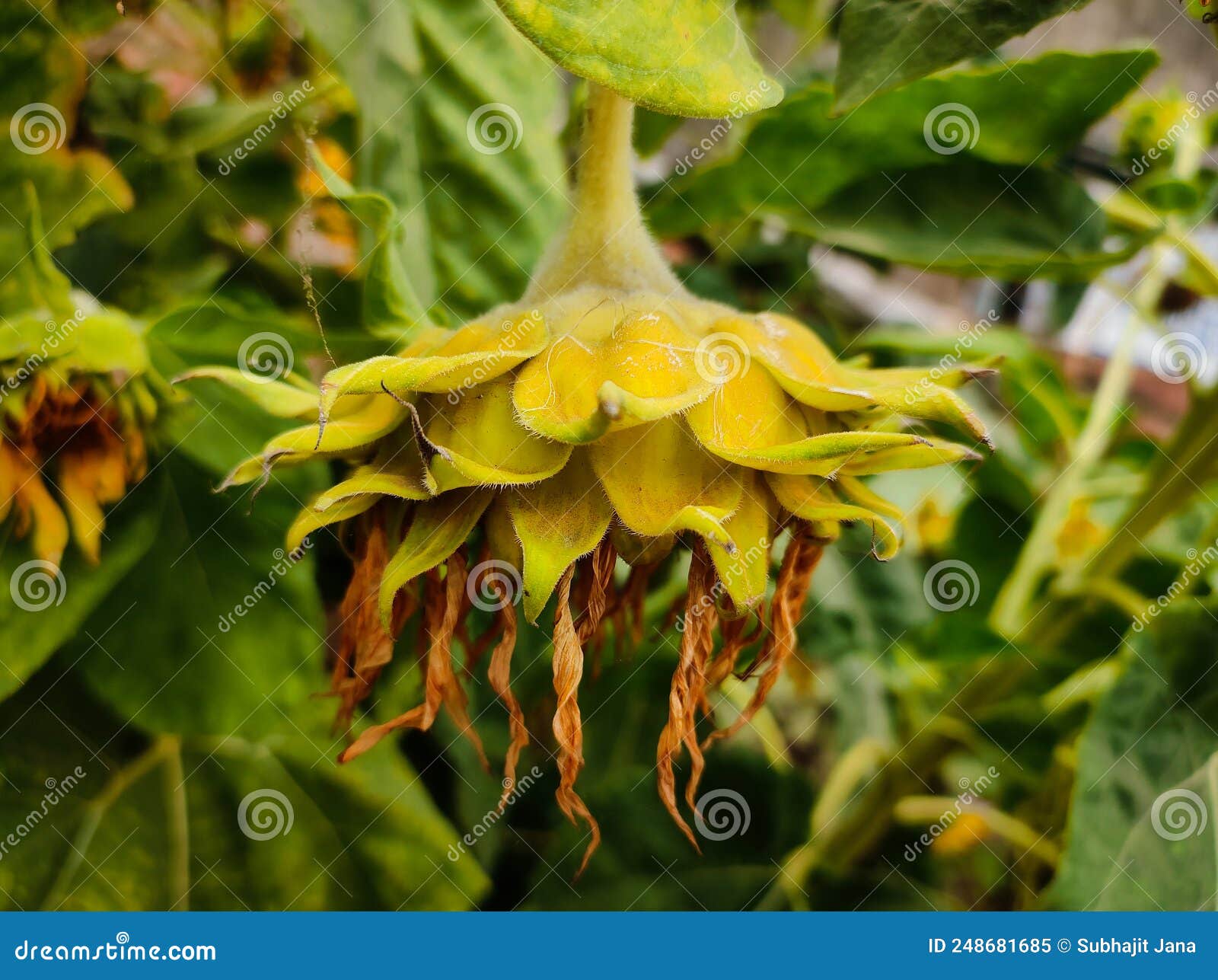 Faded Sunflower stock image. Image of autumn, produce - 248681685