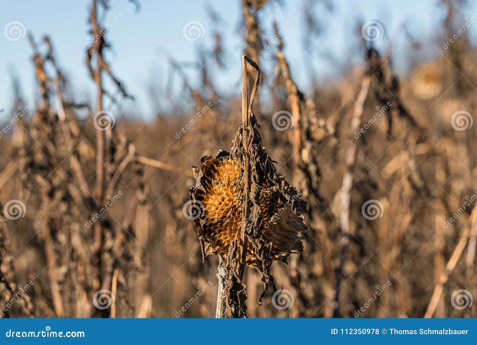 Faded Sunflower at a Sunflower Field in the Autumn, Germany Stock Photo ...