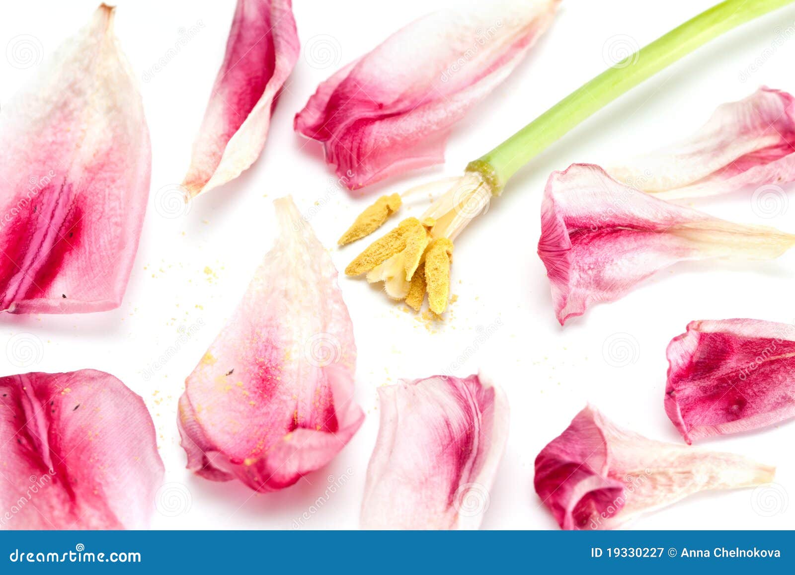 Faded tulip. stock image. Image of flower, green, stamens - 19330227