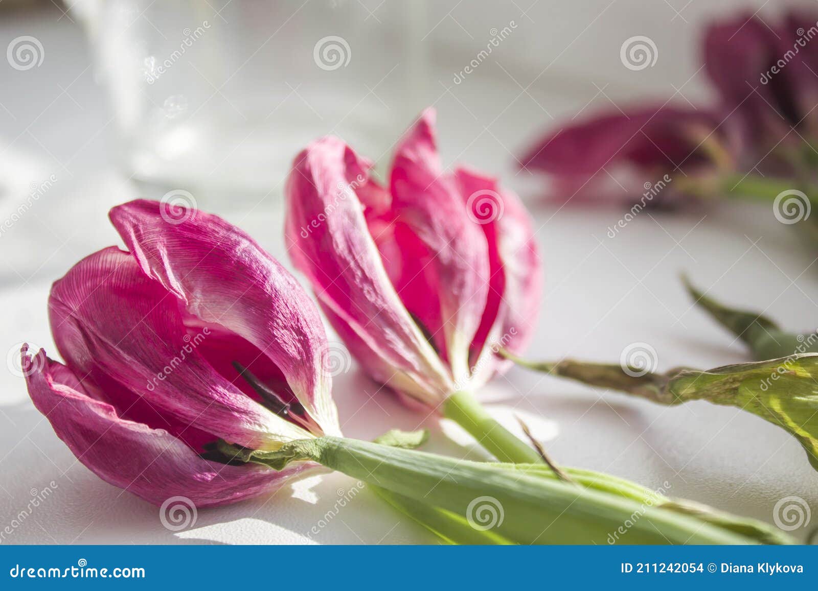 Faded Tulips. Withered Flower Against Sunlight. Spring Flowers Stock ...