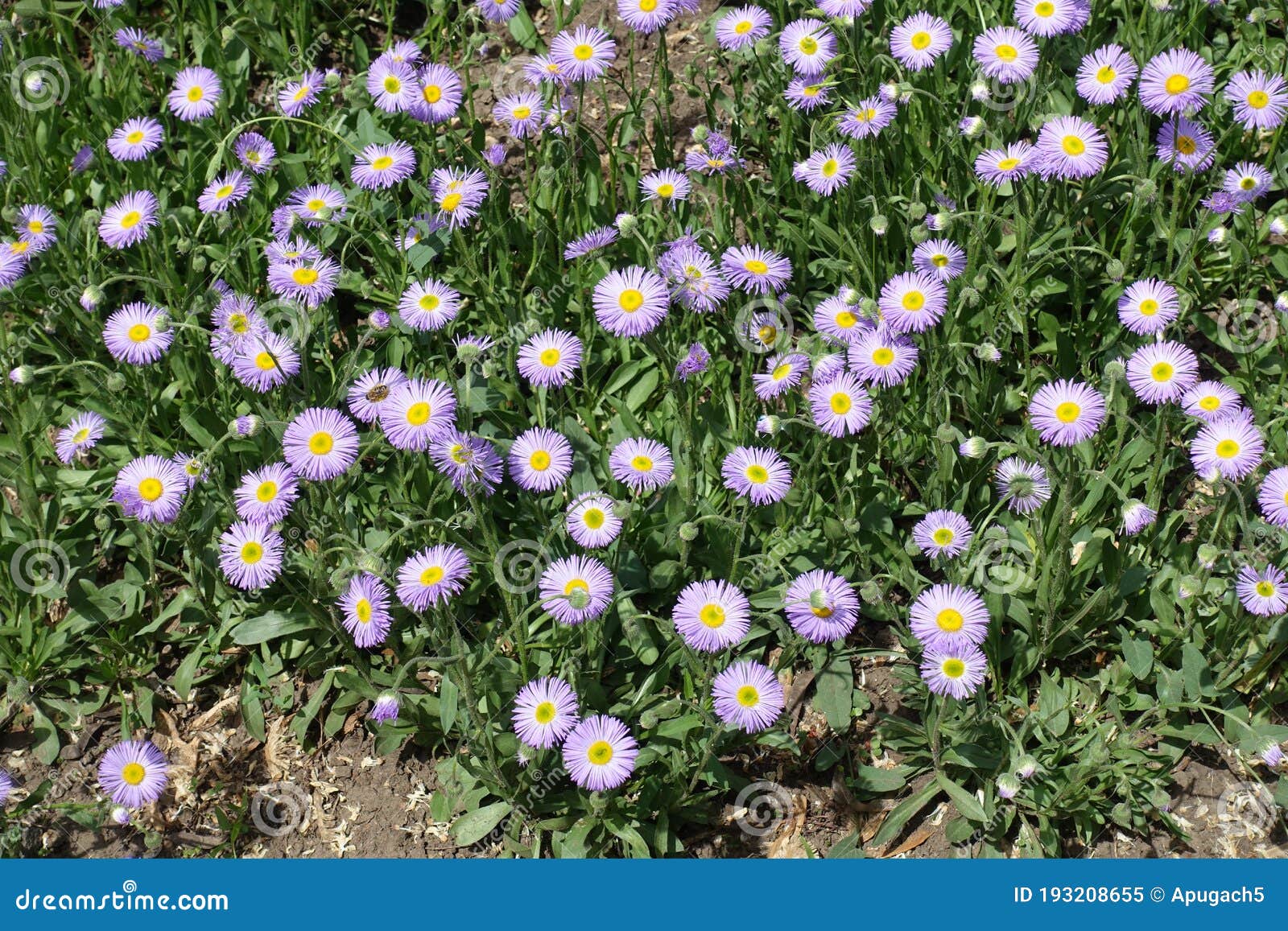 Faded Violet Flowers of Erigeron Speciosus Stock Image - Image of bloom ...