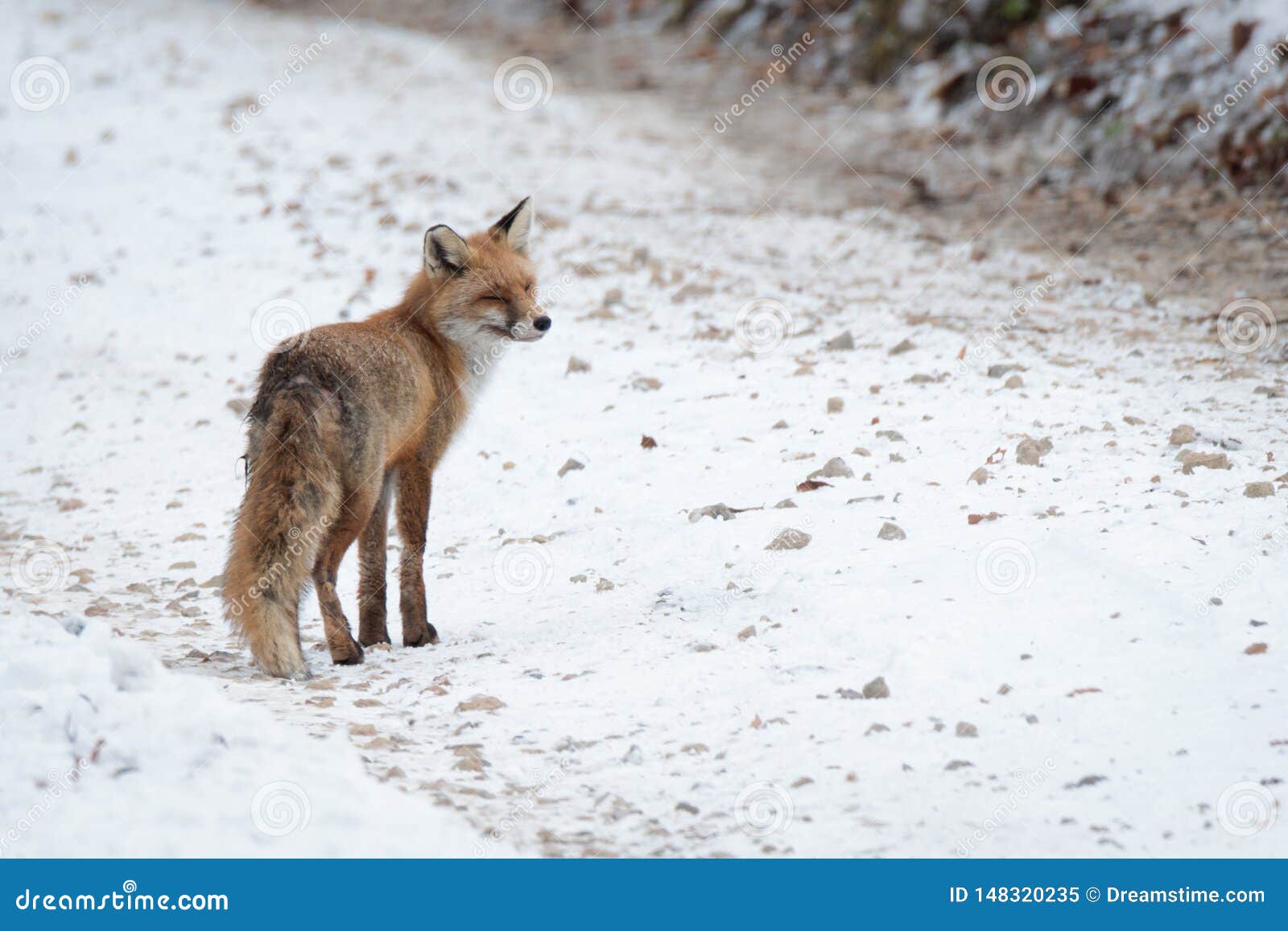 Faded winter red fox photo stock image. Image of snowy - 148320235