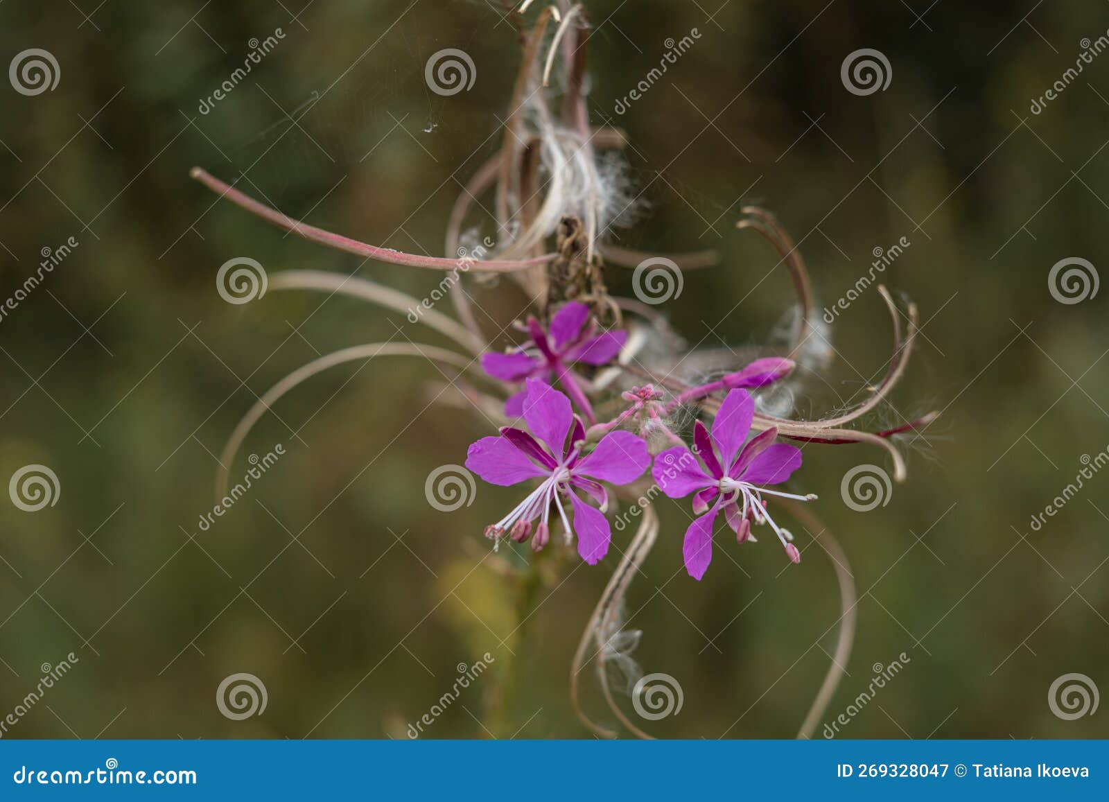Faded and Withered Fireweed (Chamaenerion Angustifolium, Great ...