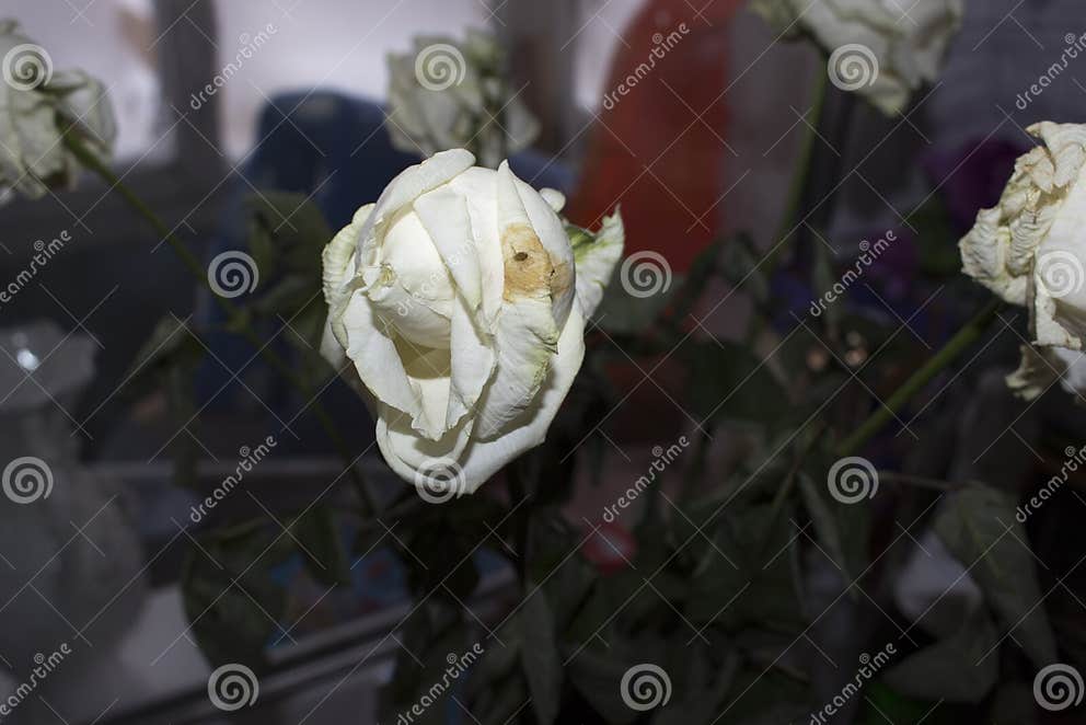 Fading flowers stock photo. Image of plant, flowers, fading - 84923518