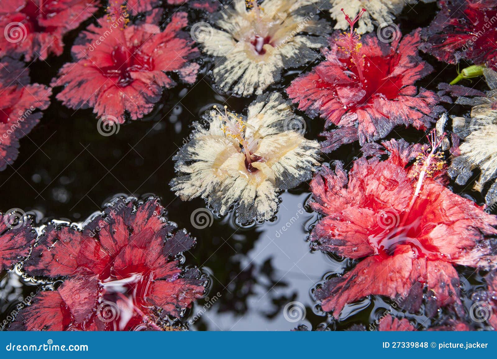 Fading Flowers on the Water Stock Photo - Image of delicate, plant ...