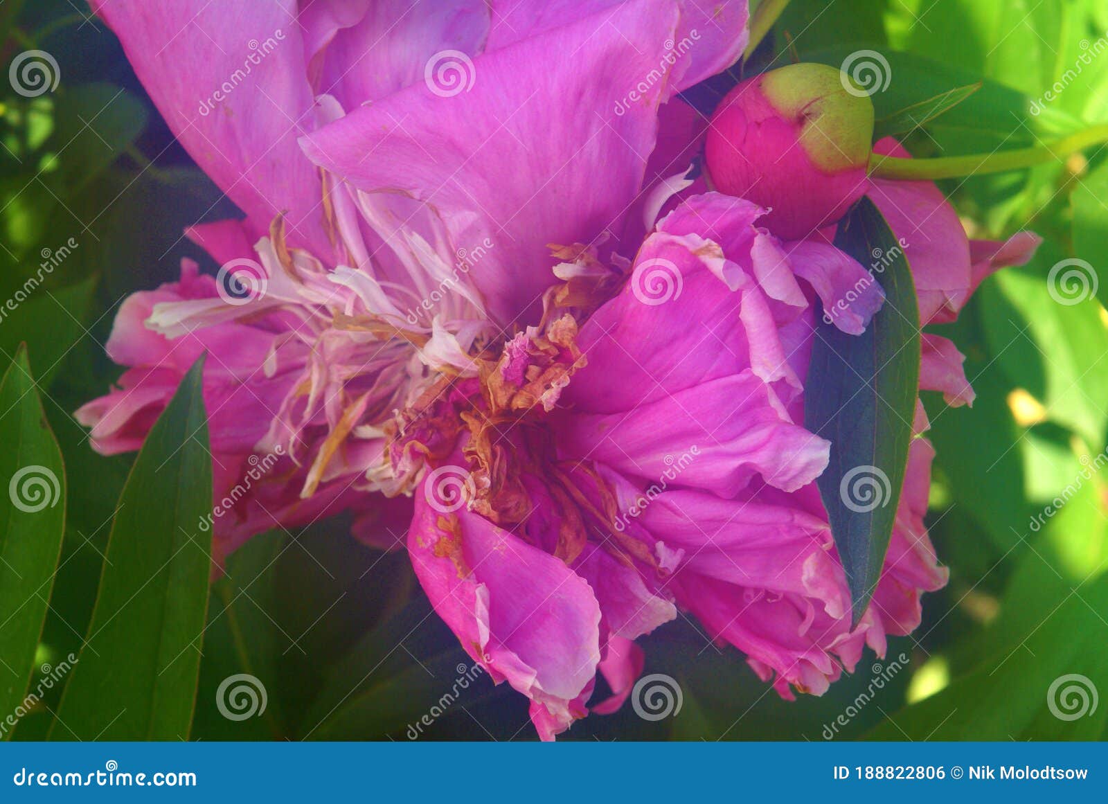 The Fading Peony is Illuminated by the Rays of the Scorching Summer Sun ...