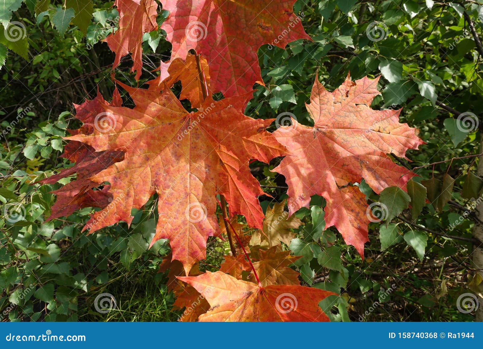 Fading Red Maple Leaf. Autumn Concept Stock Photo - Image of green ...