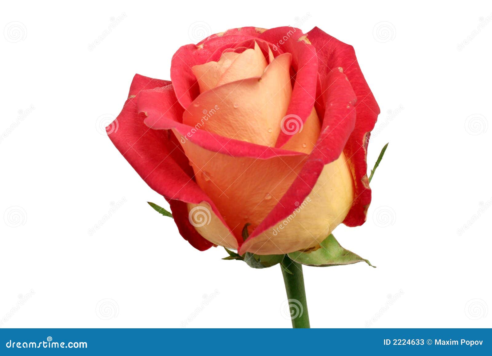 Fading rose stock image. Image of pink, fading, isolated - 2224633