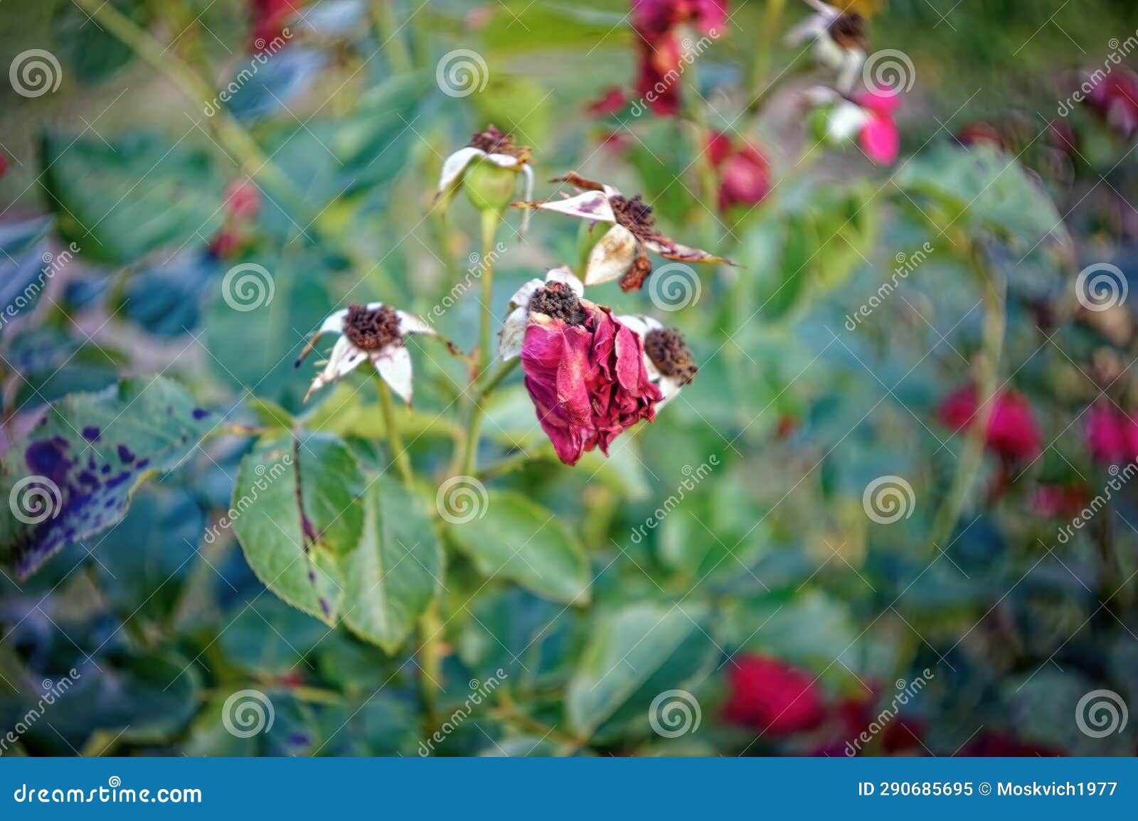 Fading Rose Flowers on the Bushes Stock Image - Image of pink, green ...