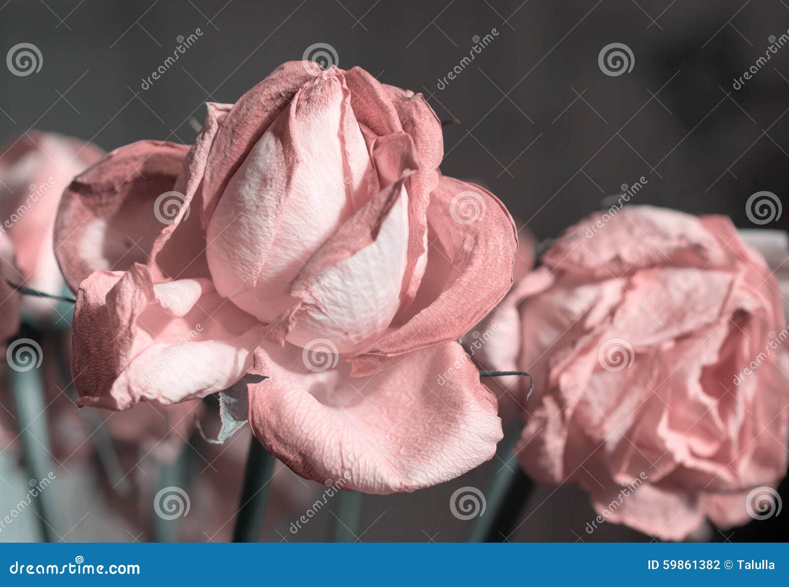 Fading rose pink color stock photo. Image of rose, petal - 59861382