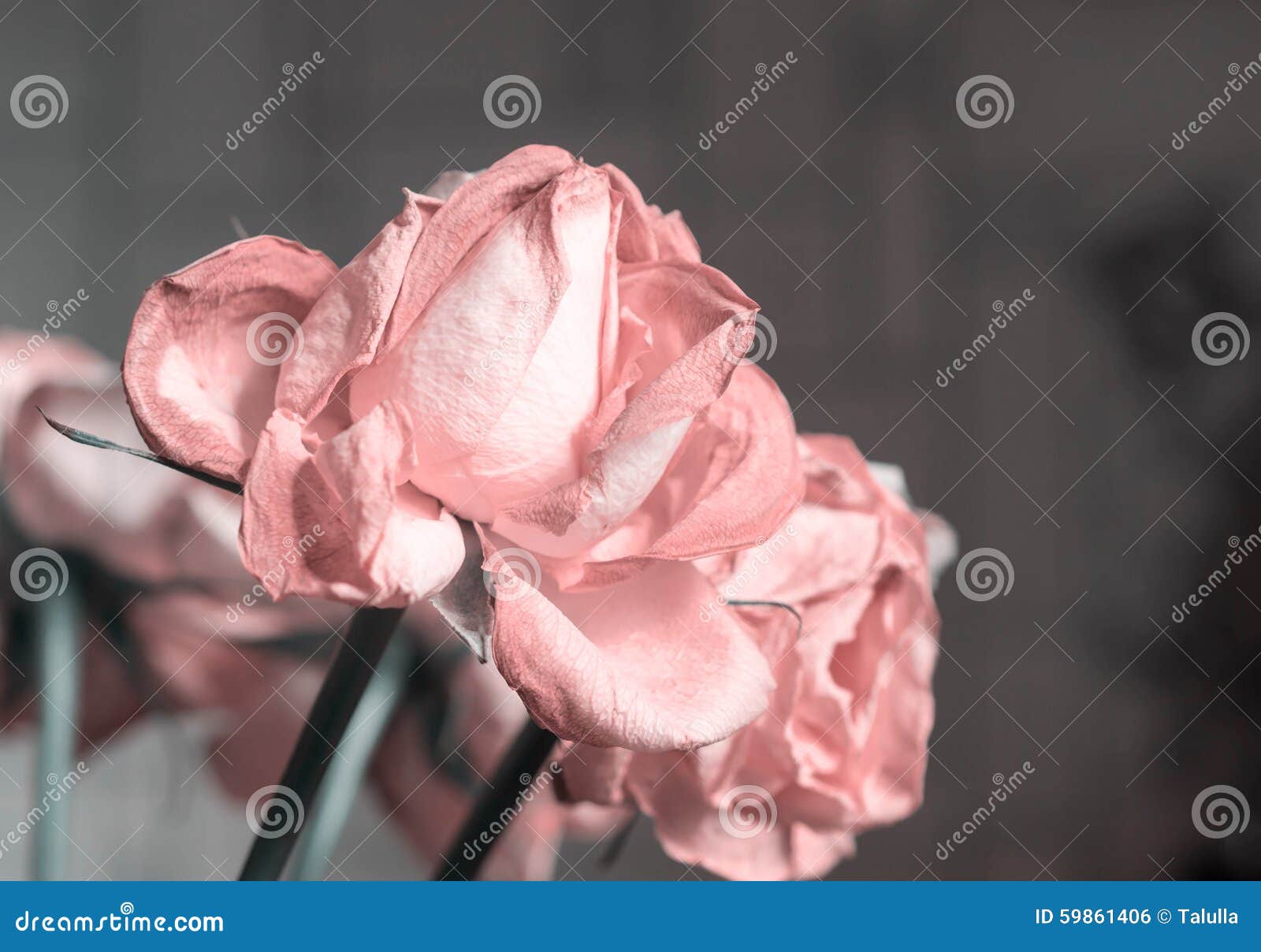 Fading rose pink color stock photo. Image of extinction - 59861406
