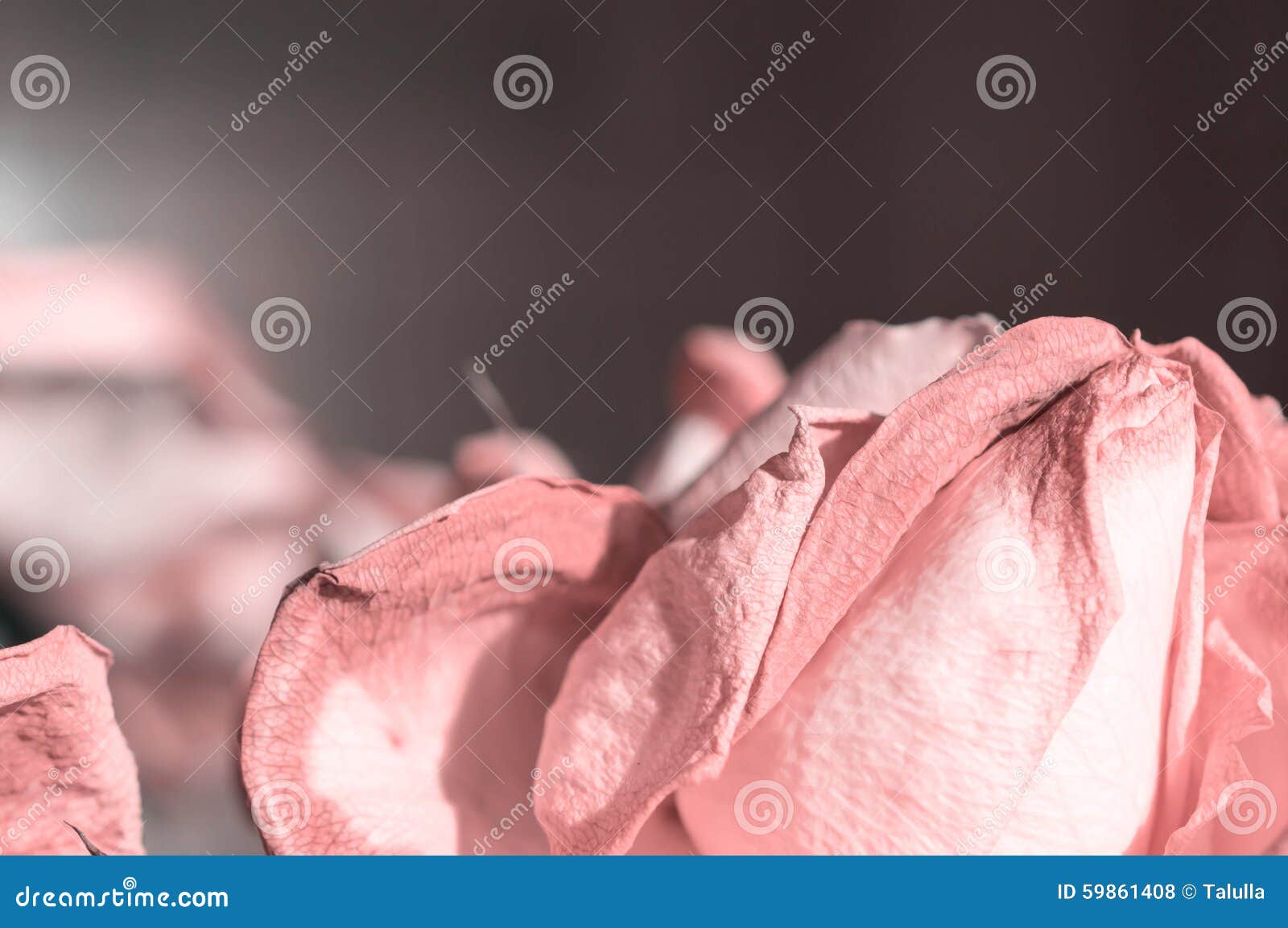 Fading rose pink color stock photo. Image of easy, plant - 59861408