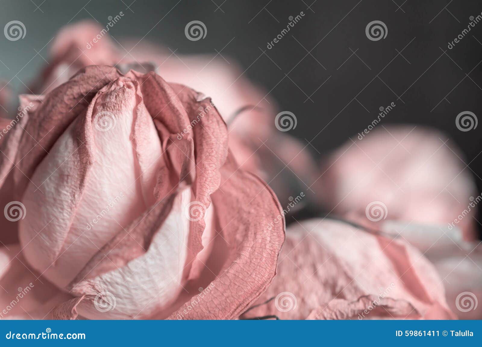 Fading rose pink color stock image. Image of garden, tenderness - 59861411