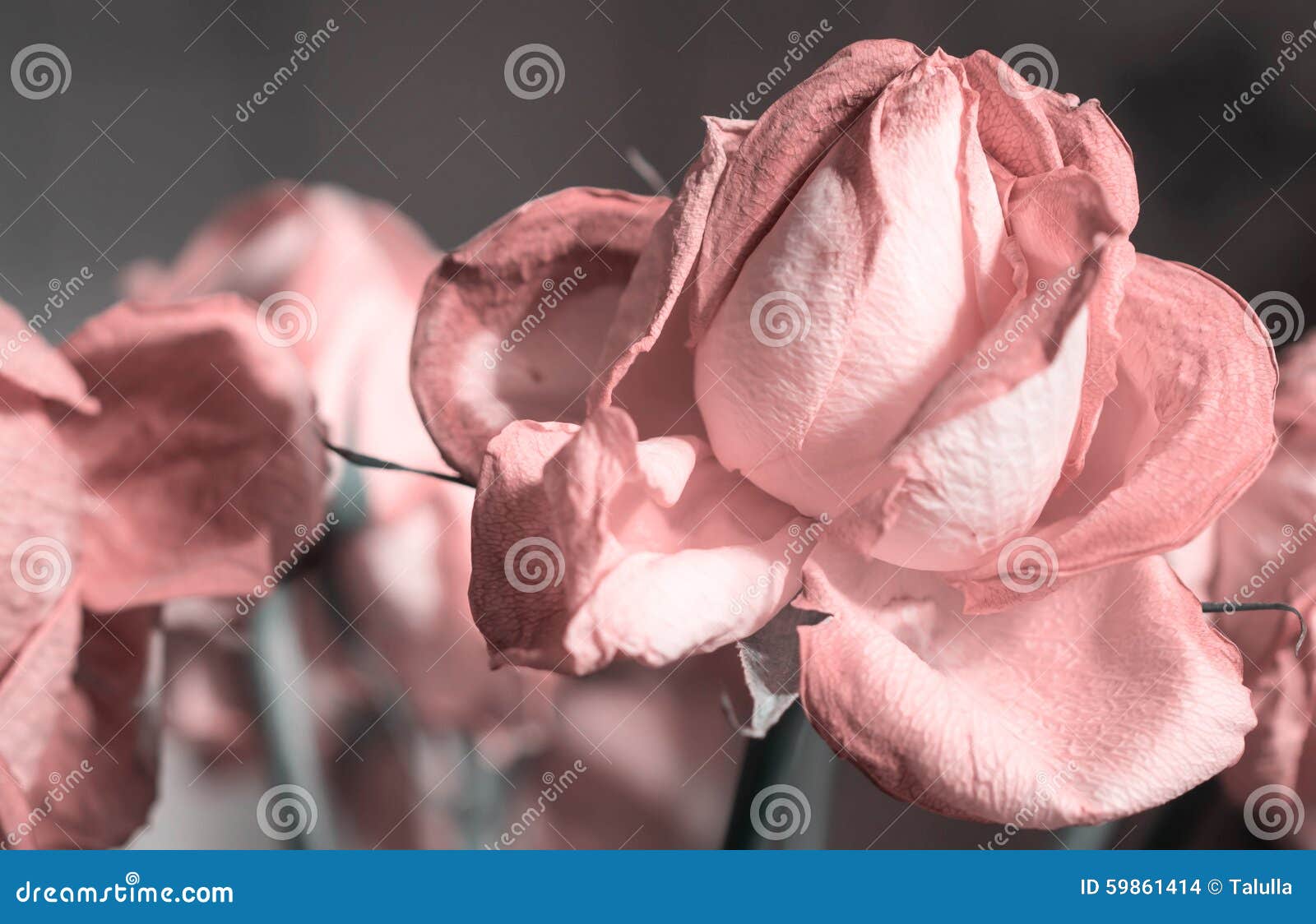 Fading rose pink color stock photo. Image of pink, flora - 59861414