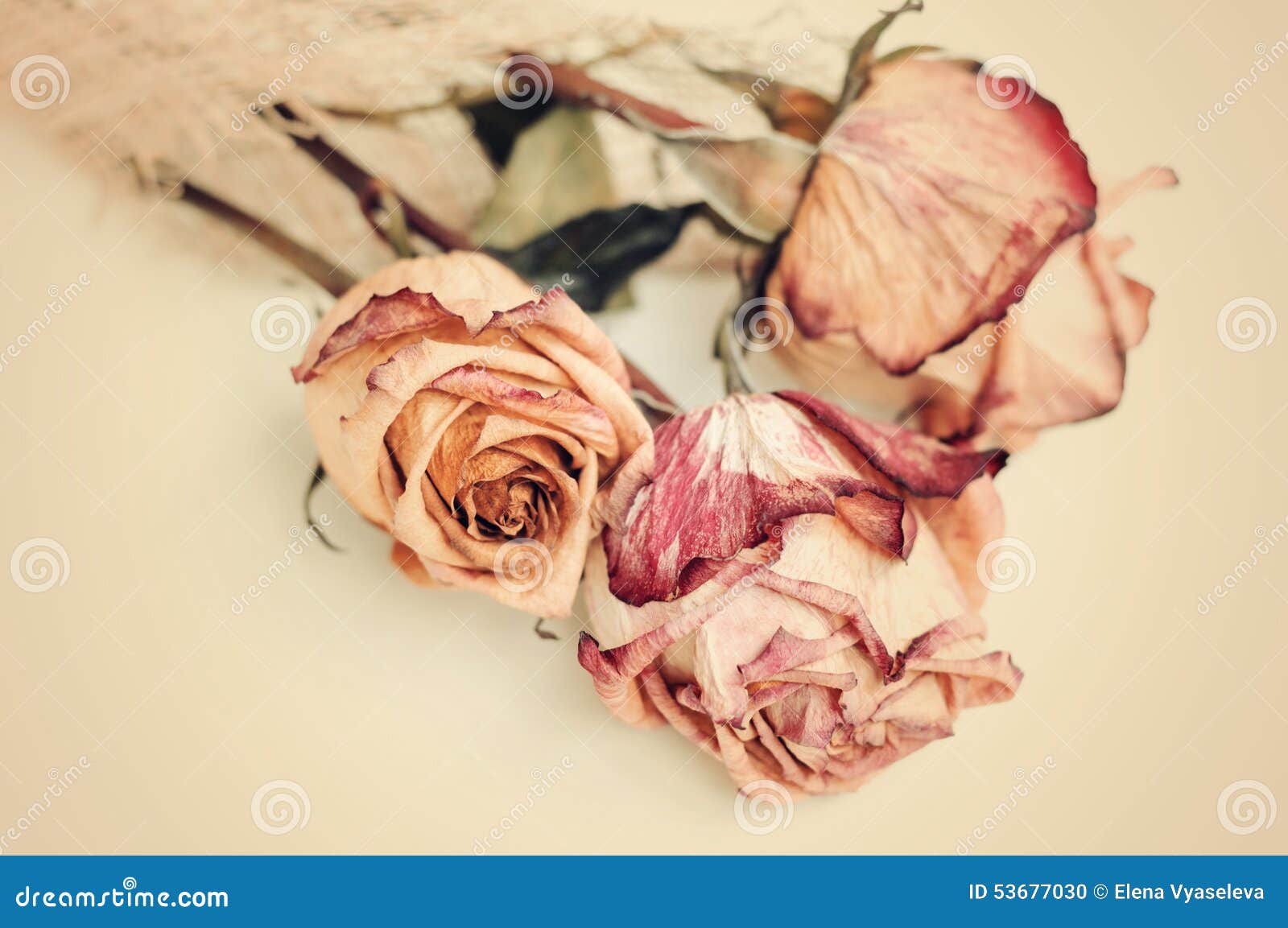 Fading rose stock photo. Image of life, rare, flower - 53677030