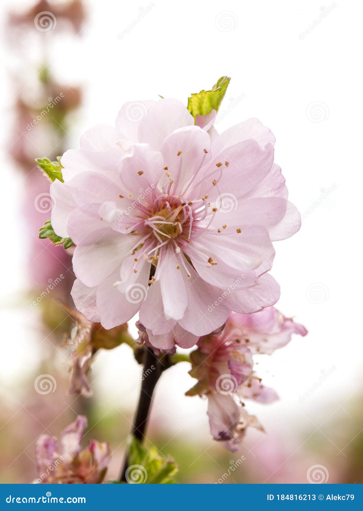 Fading sakura flowers stock image. Image of detail, blossoming - 184816213