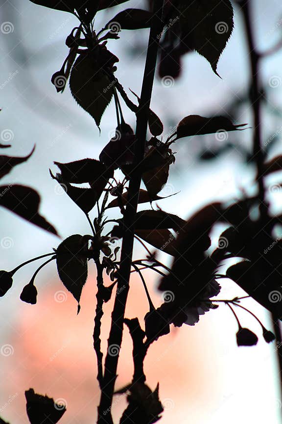 Fading Sky Colors stock photo. Image of blurred, colors - 188457970